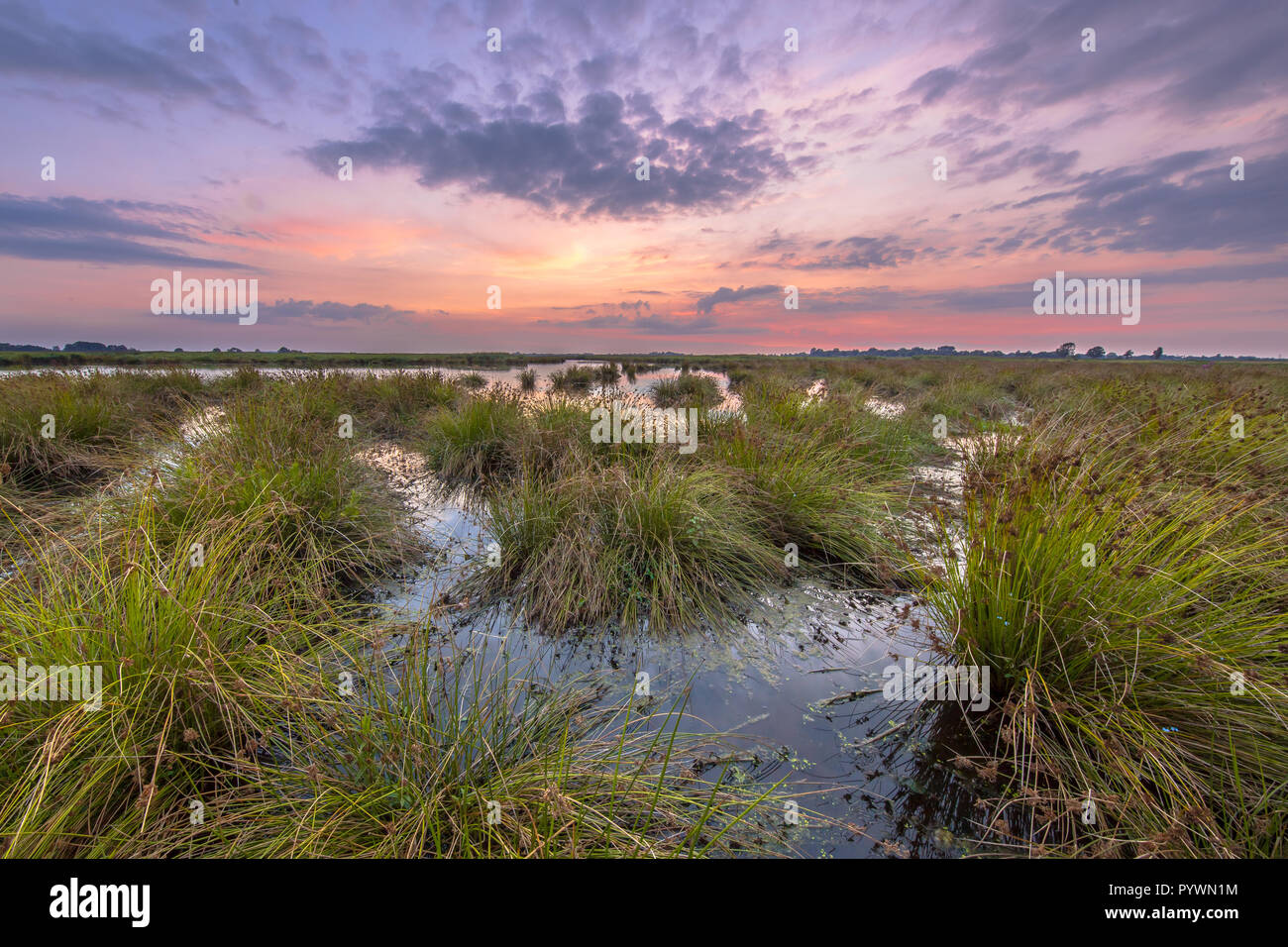Wetland landscape with pastel colored sunset and large clumps of Soft ...