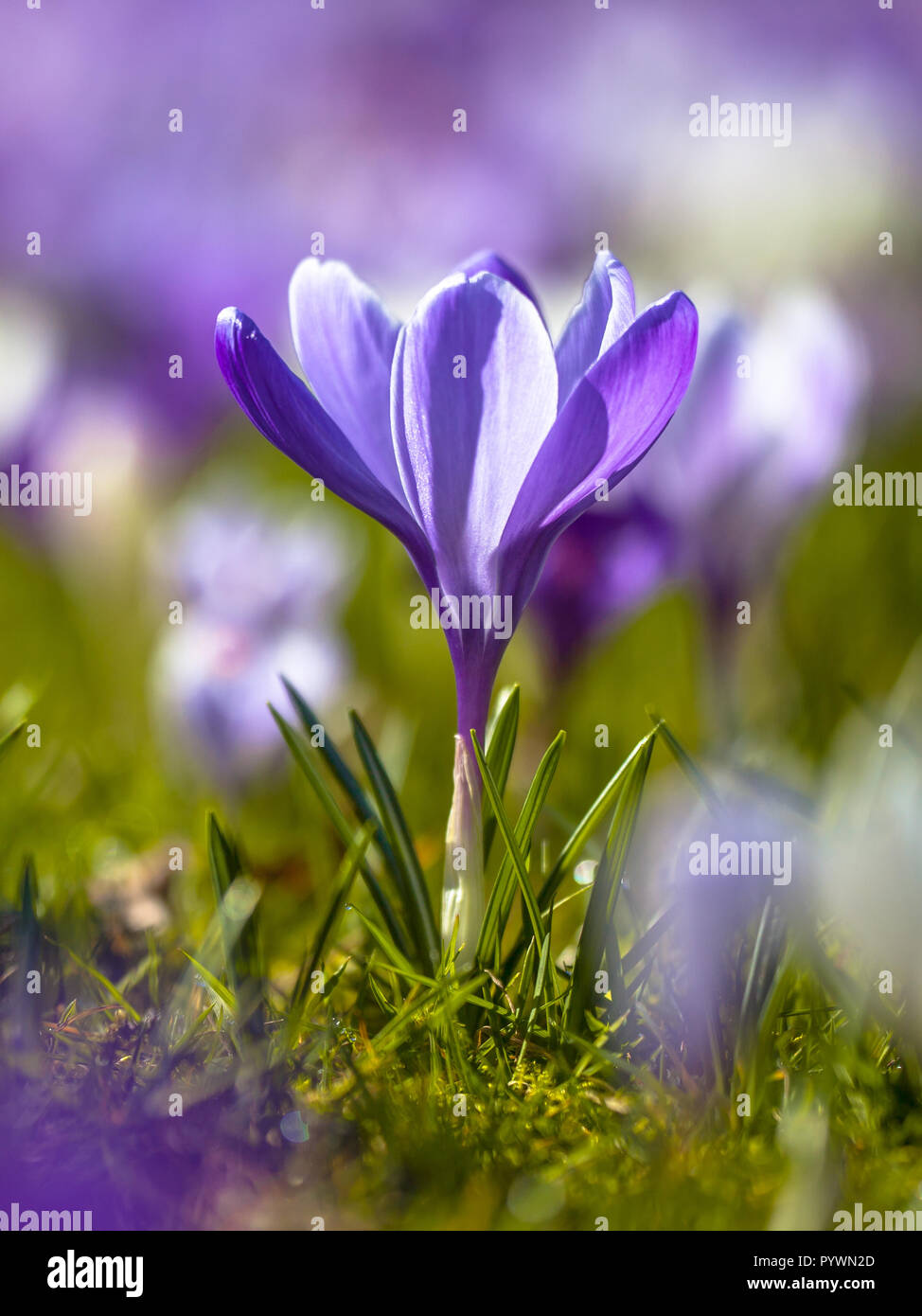 Purple crocus field blue hi-res stock photography and images - Alamy