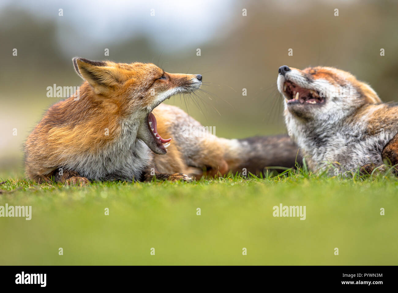 Growling fox hi-res stock photography and images - Alamy