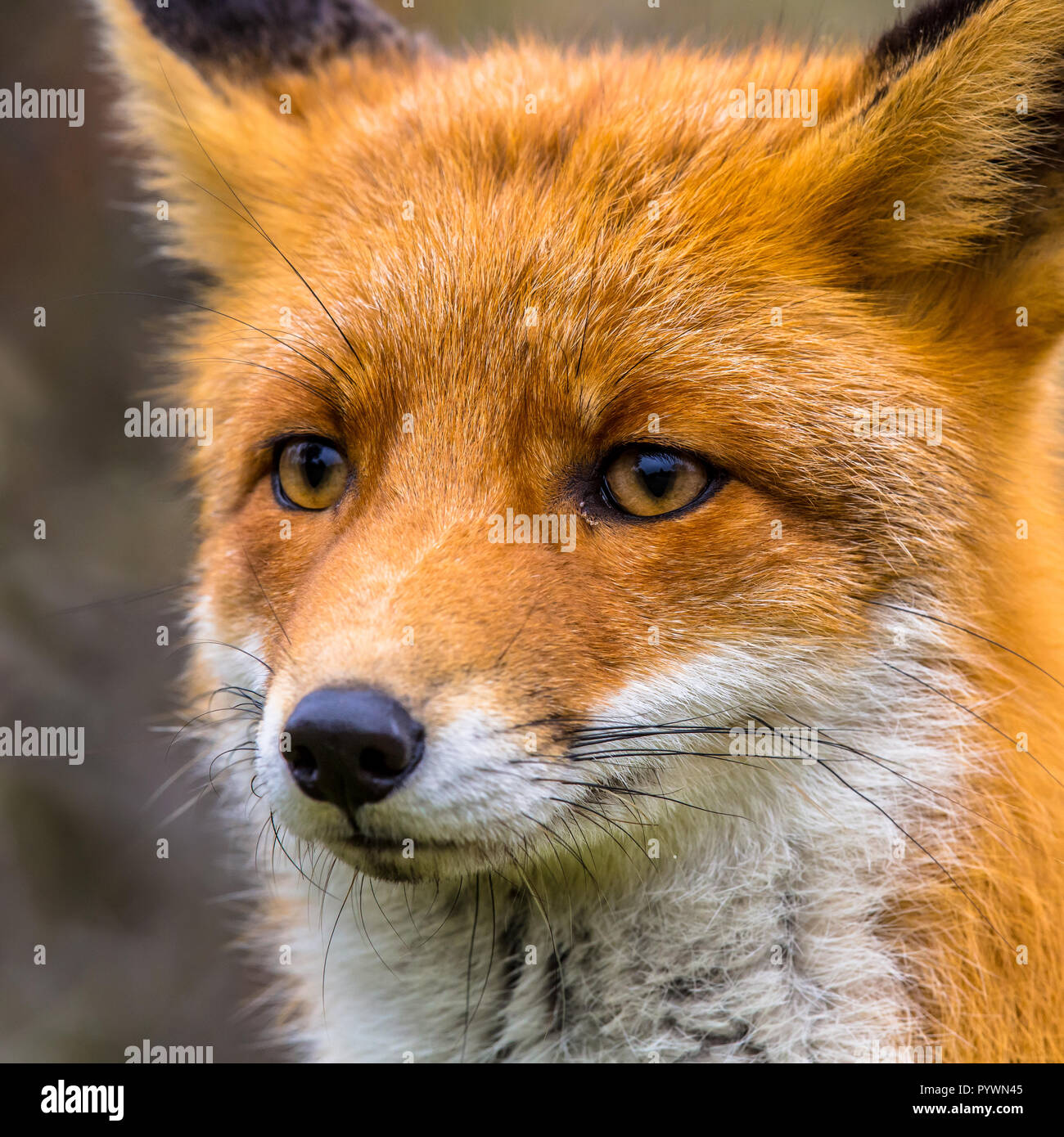 Red fox head shot hi-res stock photography and images - Alamy