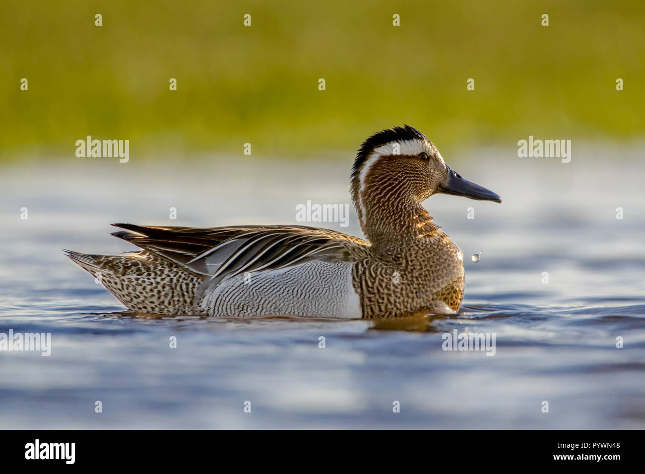 Garganey breeding plumage hi-res stock photography and images - Alamy