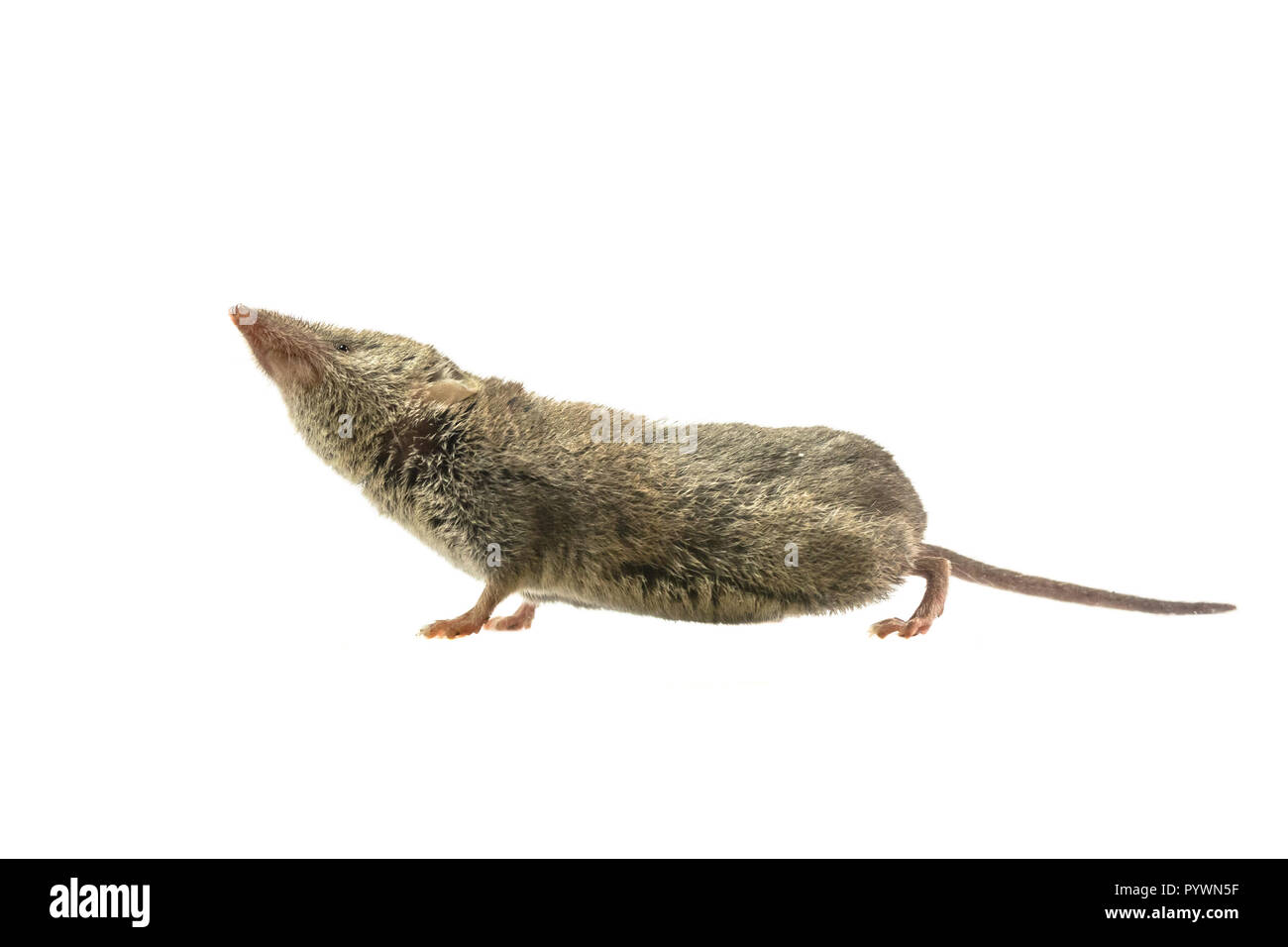 Greater White-toothed shrew (Crocidura russula) pointing its nose in ...