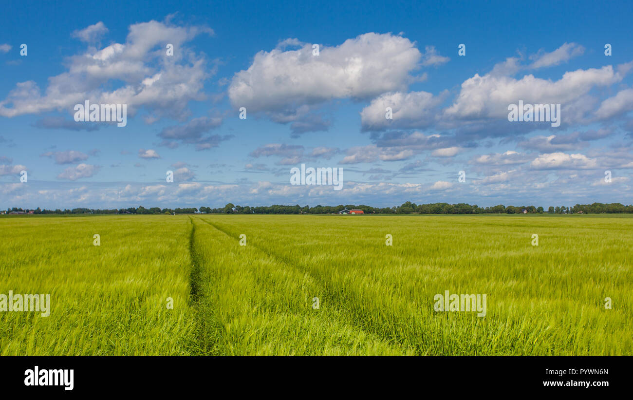 Farm landscape of Grain Field with Beautiful Summer Sky Stock Photo - Alamy