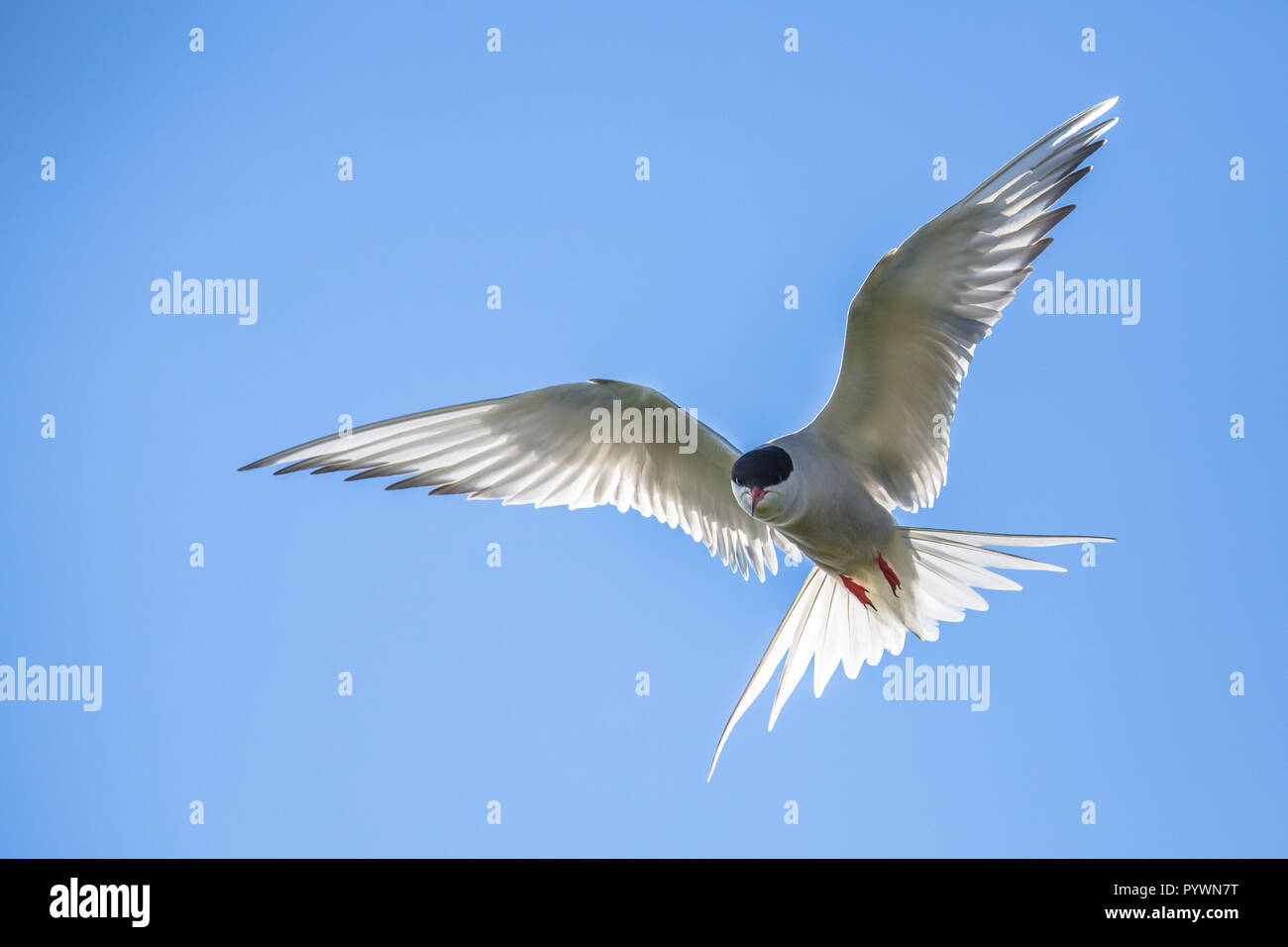 Arctic tern (Sterna paradisaea) defending its nesting site. This bird ...