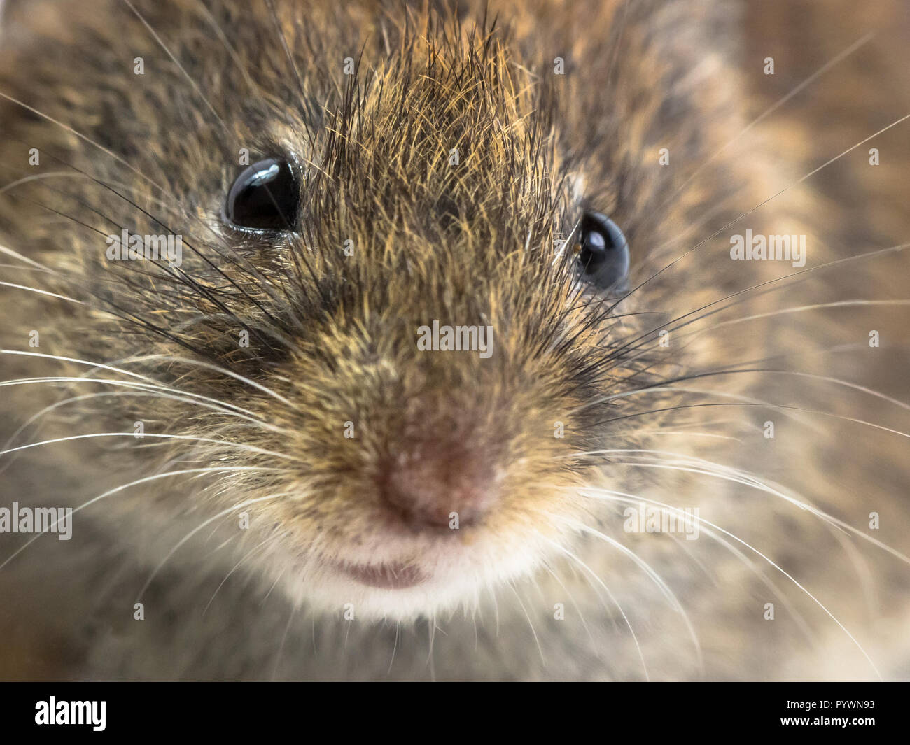 Mouse animal hi-res stock photography and images - Alamy
