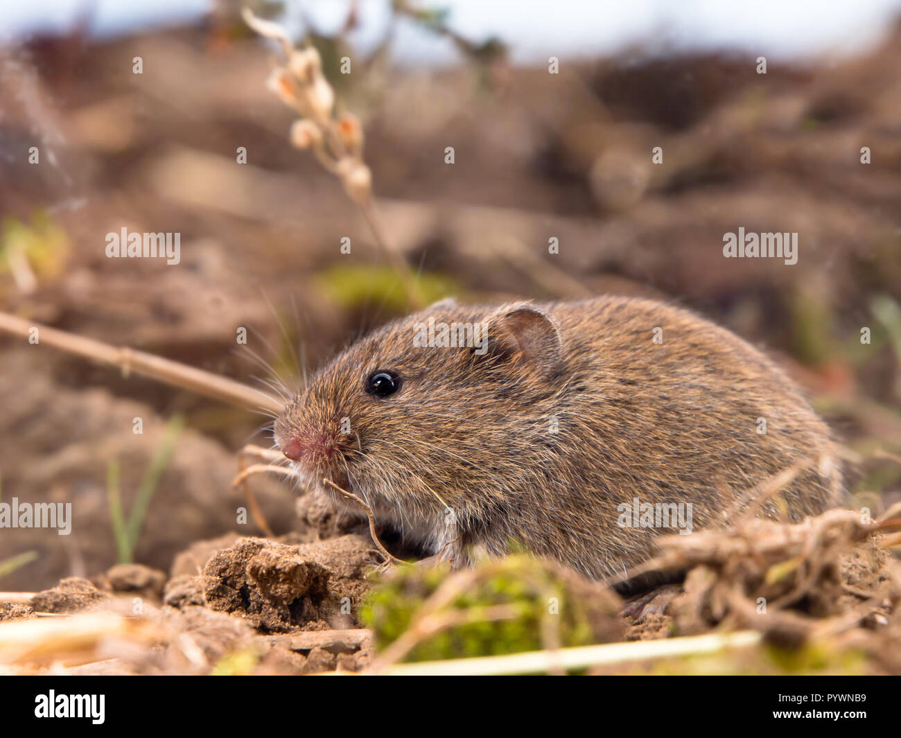 Common Vole (Microtus arvalis) in it's Natural Rural Open Habitat Stock ...