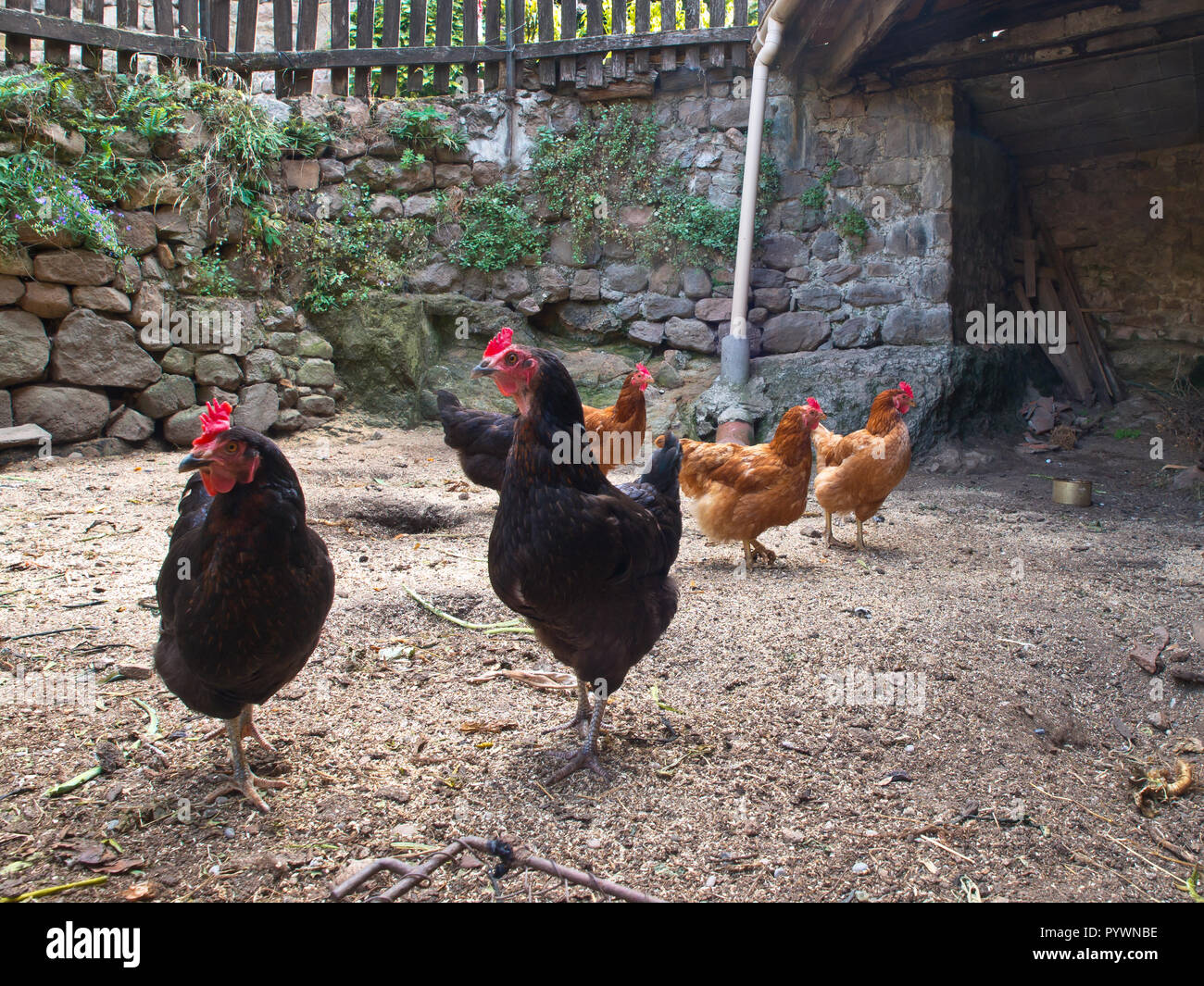 Group of chicken in an old hen house on the countryside of France Stock ...