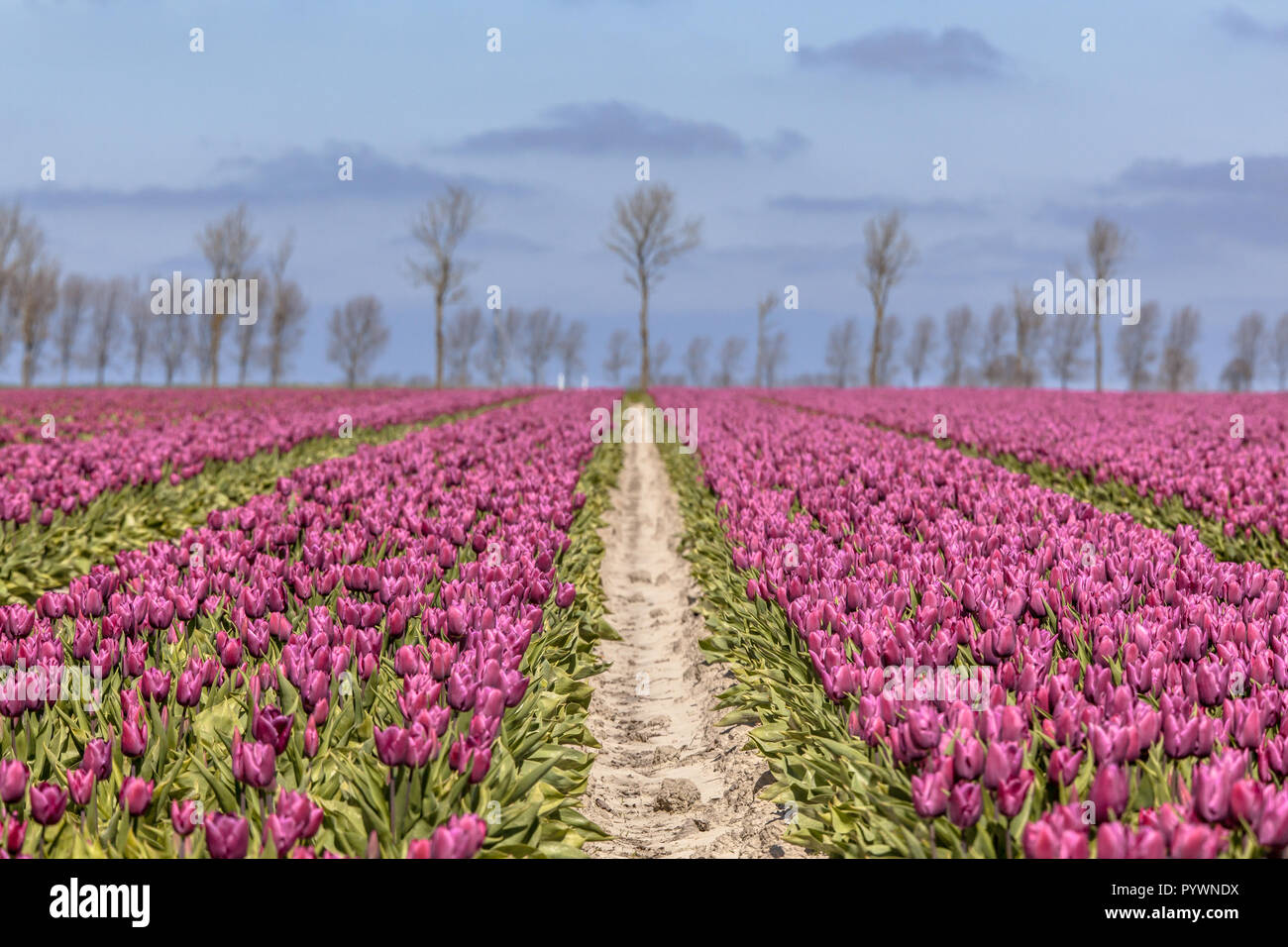 Tulip Trees Panoramic High Resolution Stock Photography and Images - Alamy
