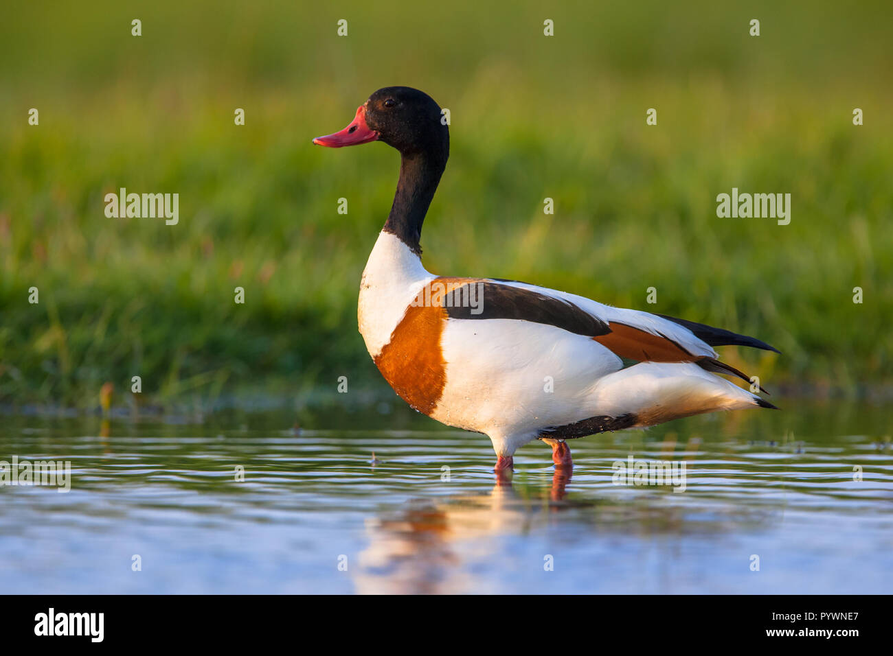 Alert Male Common shelduck (Tadorna tadorna). This is a widespread ...