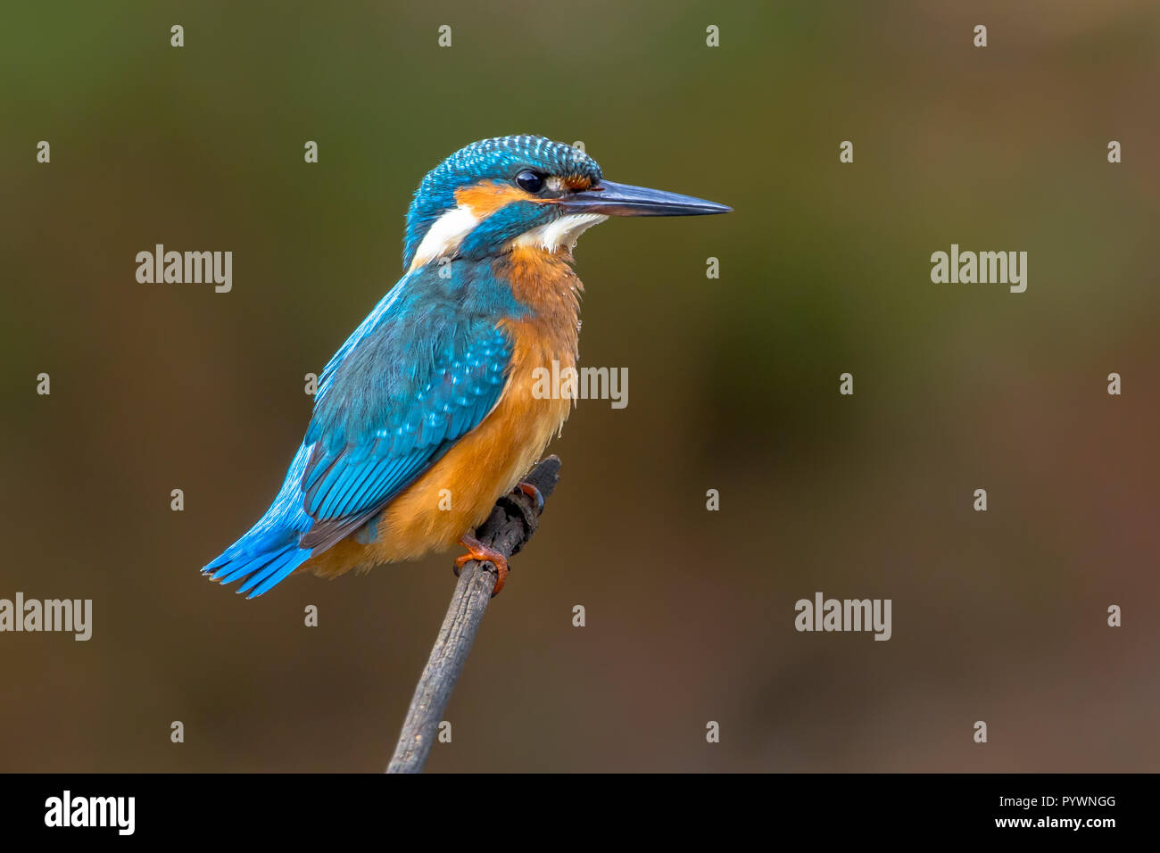 Common European Kingfisher (Alcedo atthis) perched on a stick above the ...