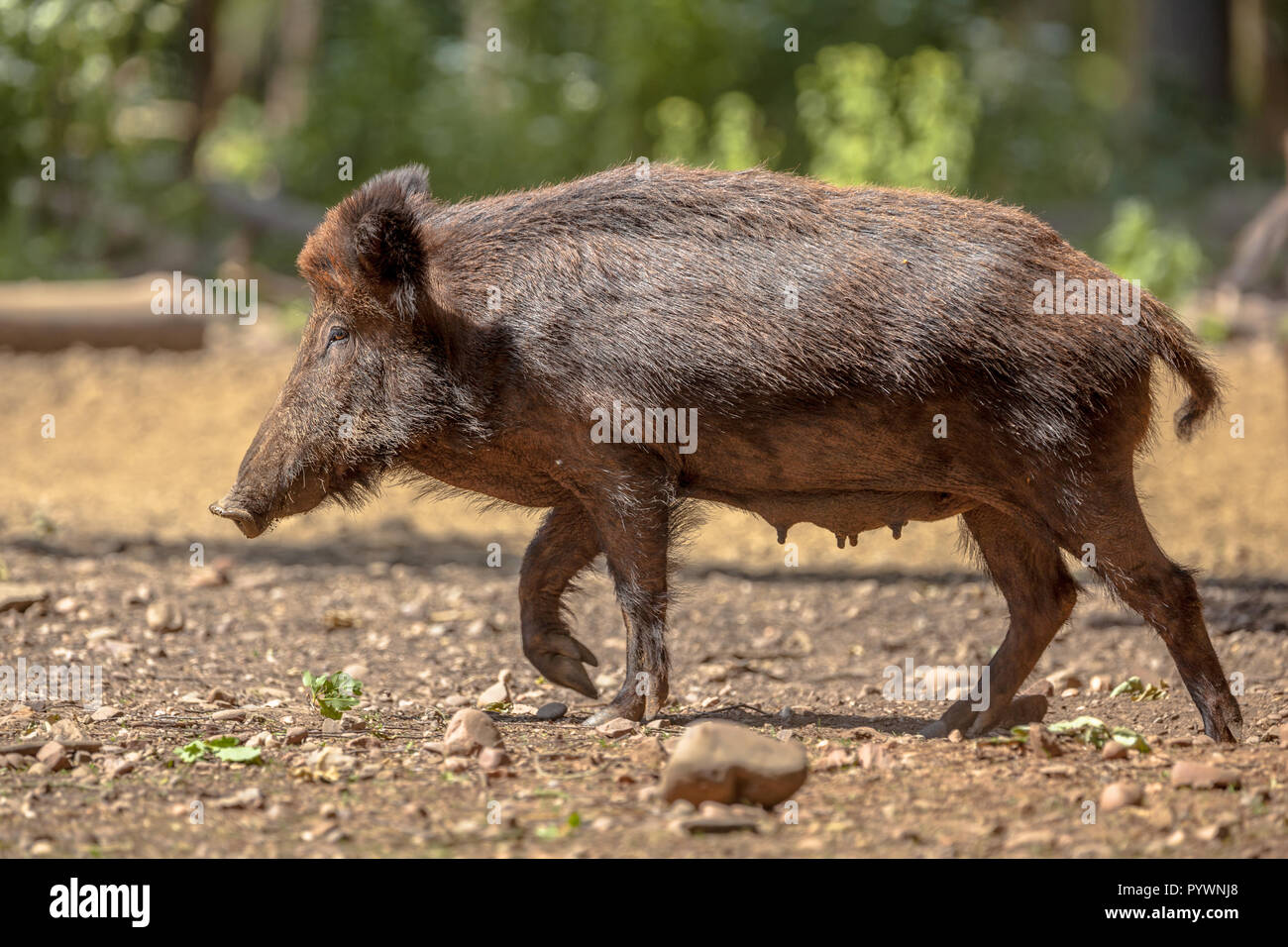 Female wild boar hi-res stock photography and images - Alamy