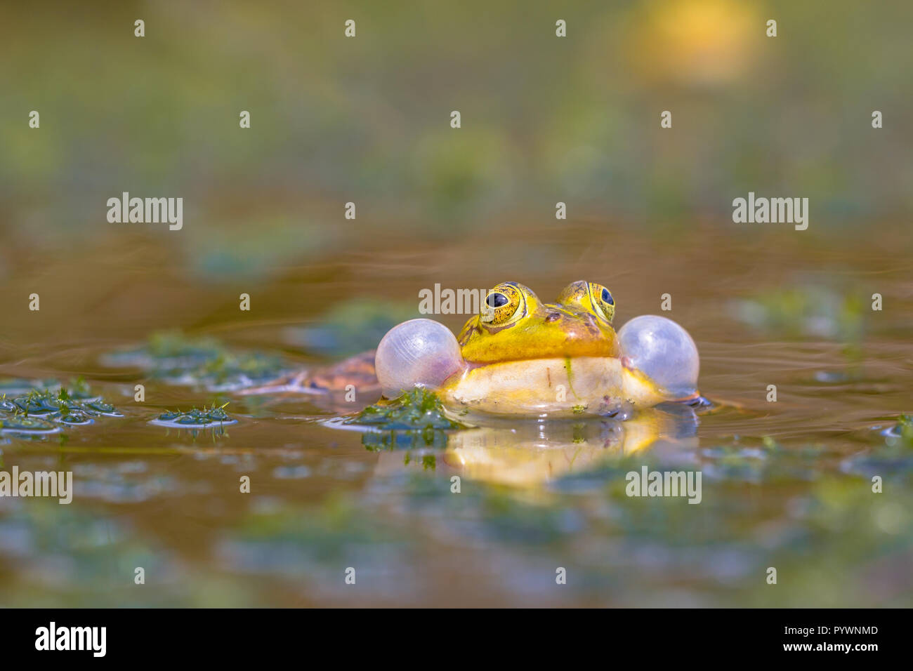 Croaking Pool frog (Pelophylax lessonae) in a fen with lots of ...