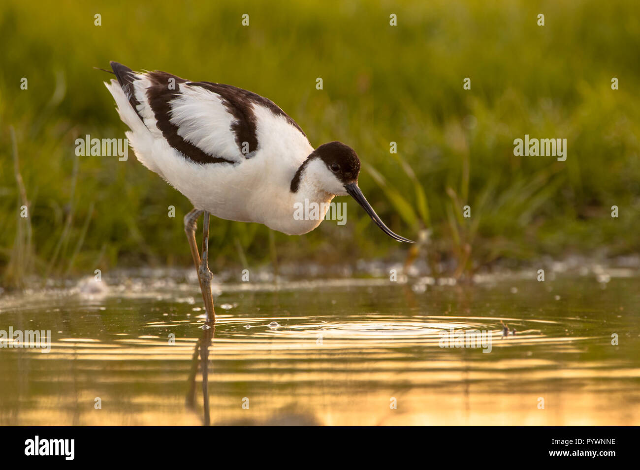 pied avocet (Recurvirostra avosetta) wading in water in early orange ...