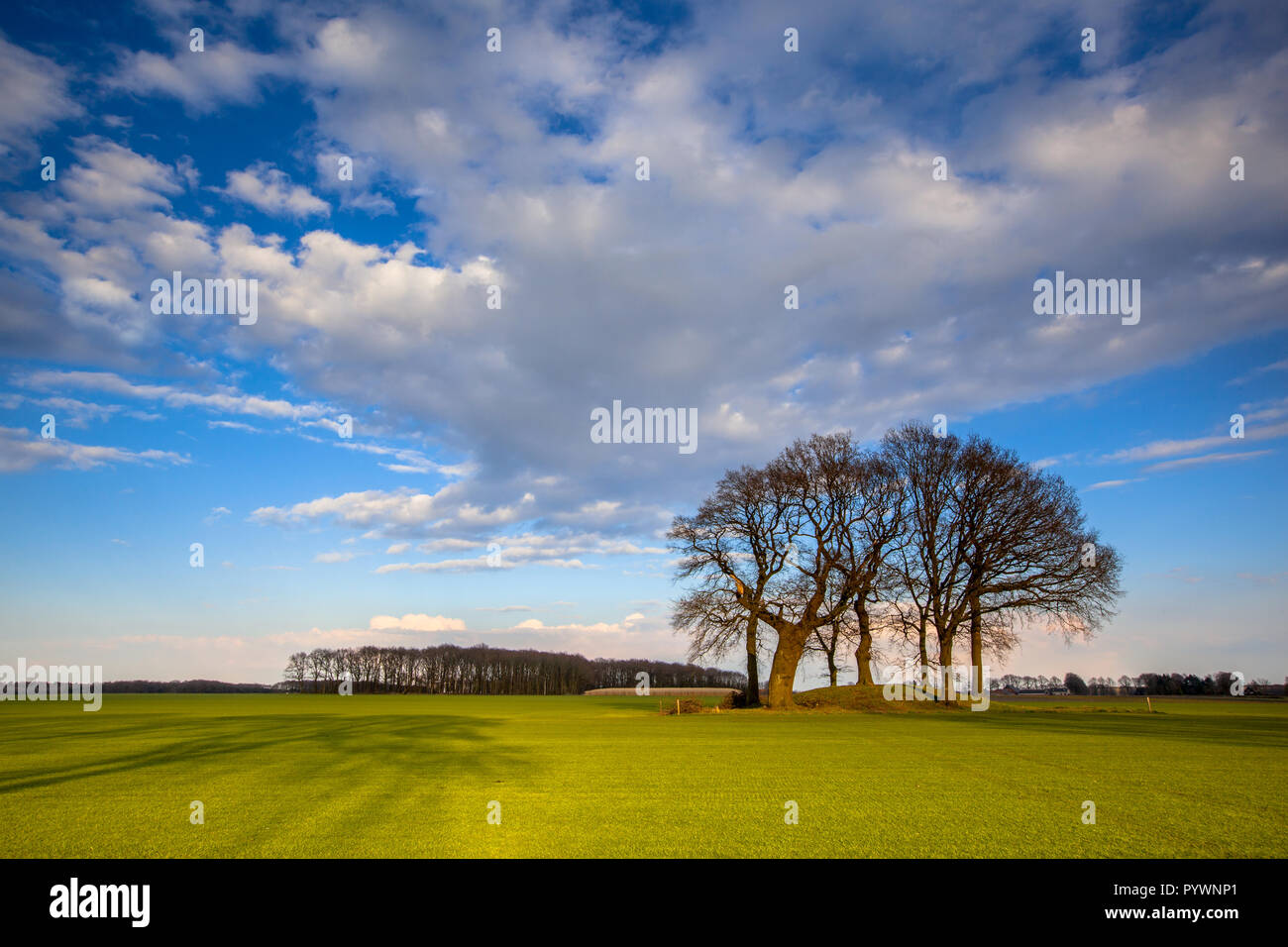 Old oak trees around a burial grave mound hill on the open grassy ...