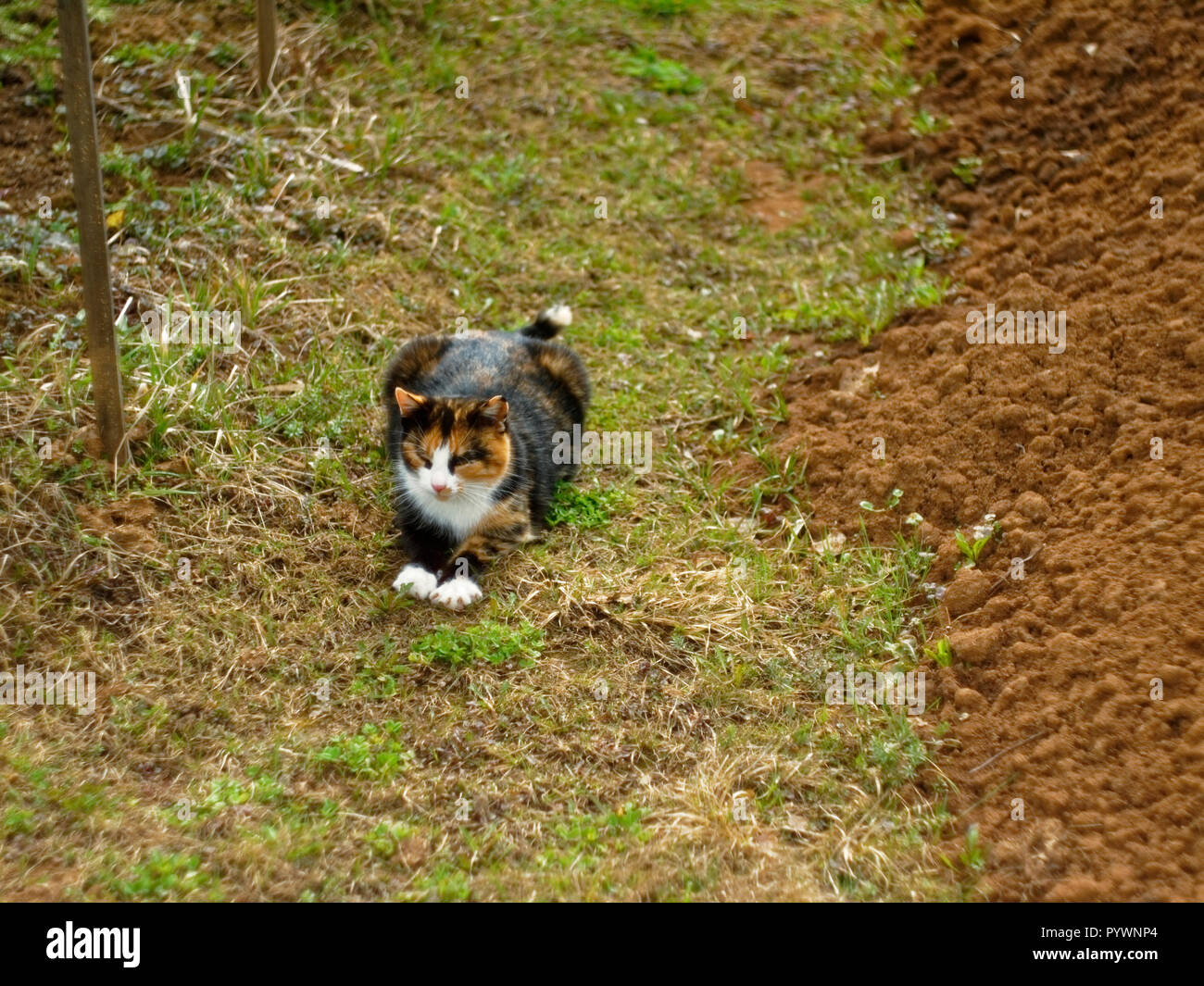 motley homeless mongrel cat in a suburban village, Russia Stock Photo ...
