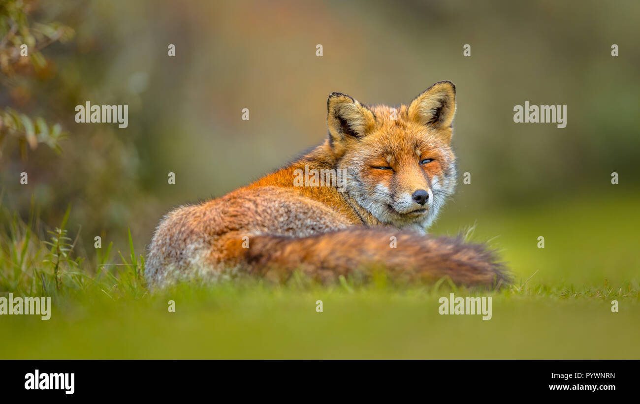 Grey foxes hi-res stock photography and images - Alamy