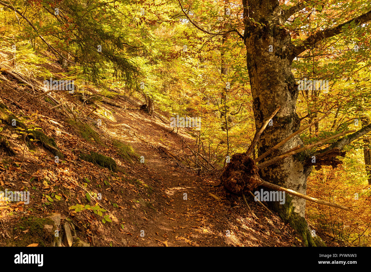 Hiking impression in the Black Forest along the Roetenbach in Autumn ...
