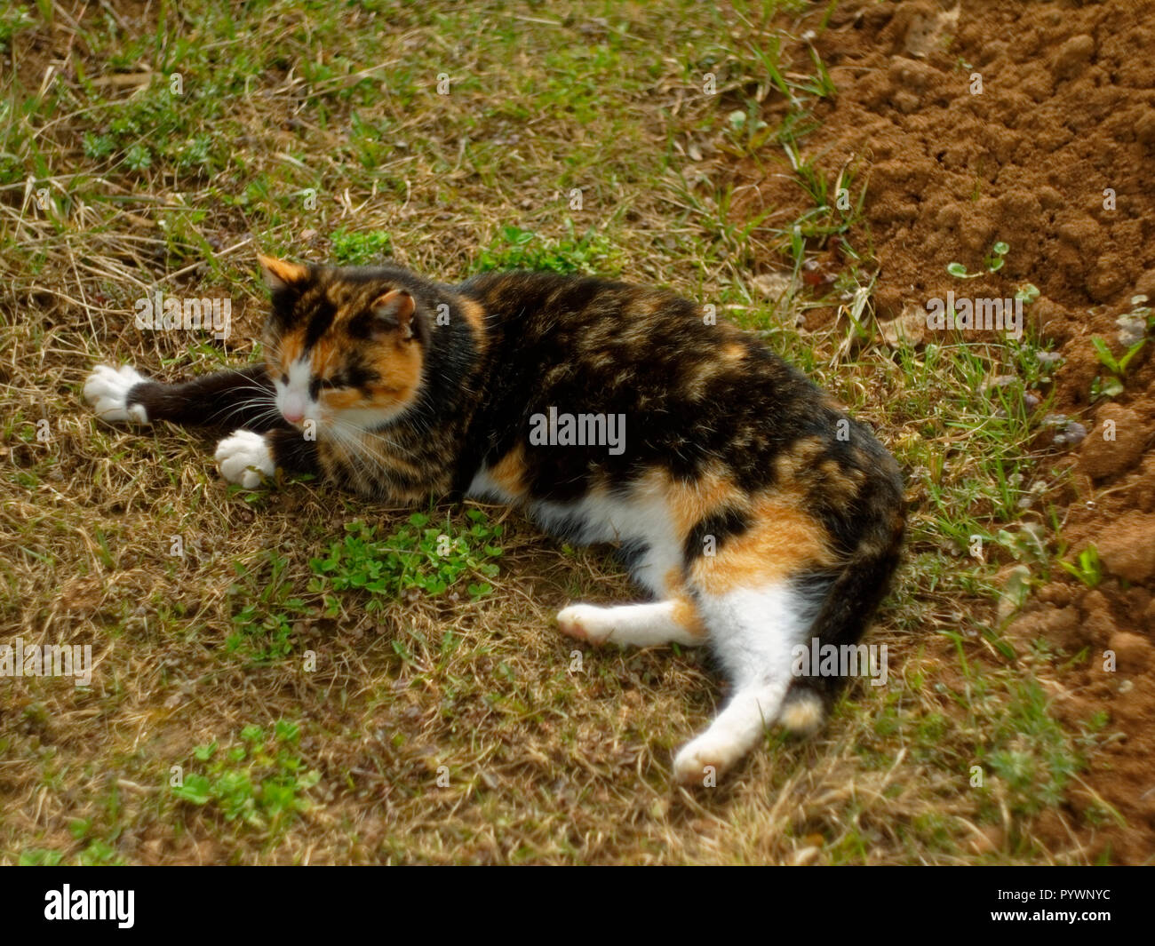 motley homeless mongrel cat in a suburban village, Russia Stock Photo ...