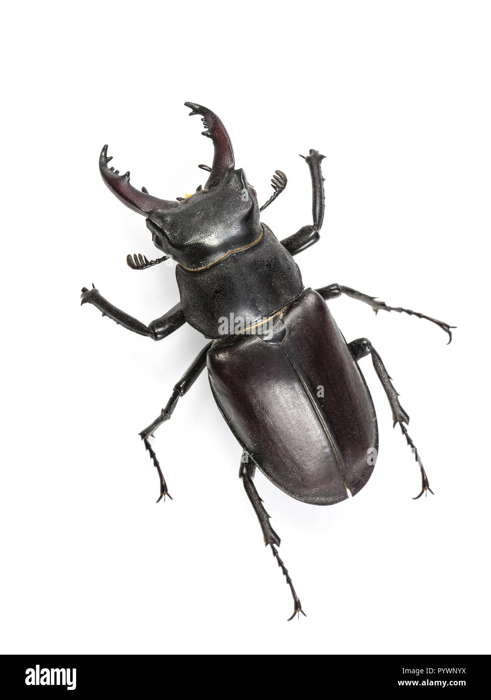 Climbing Stag Beetle (Lucanus cervus) Isolated on White Background ...