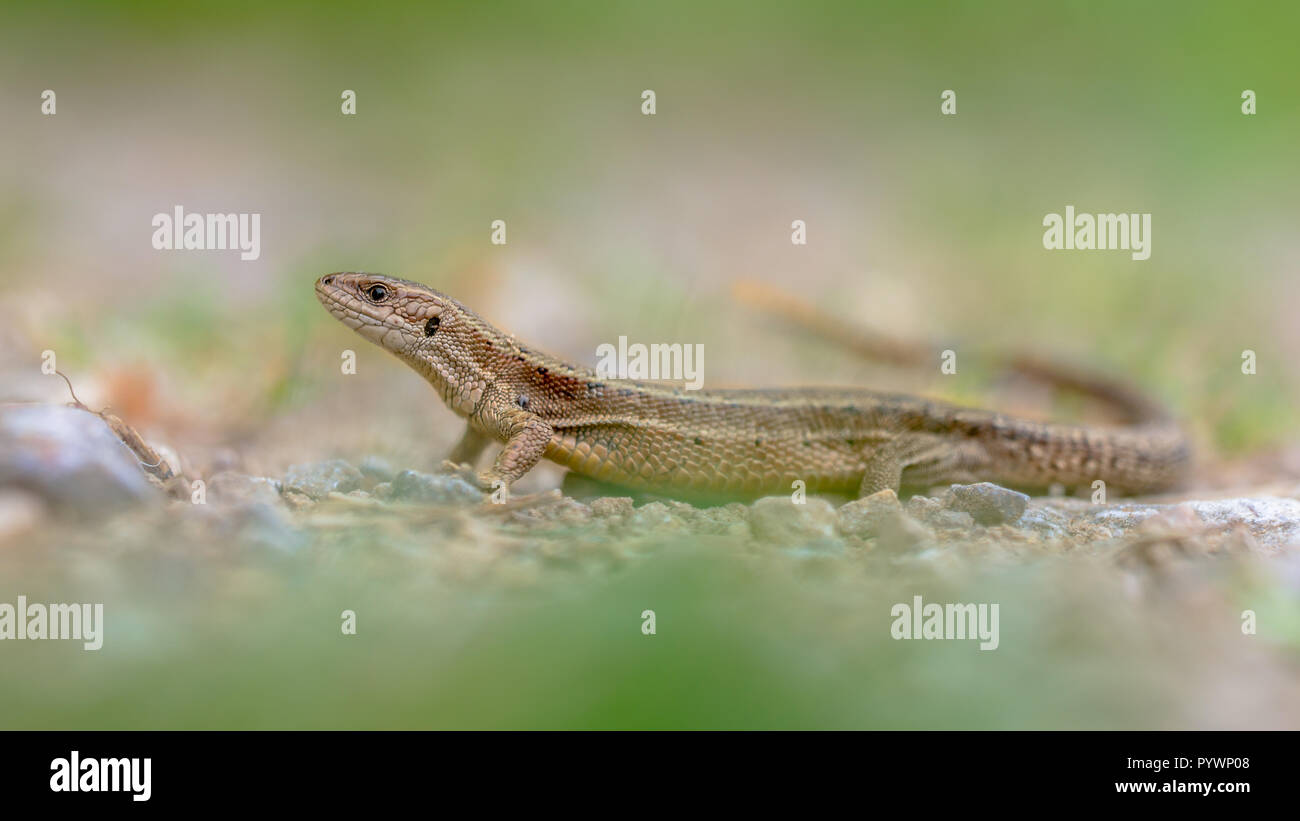 Young common lizard zootoca vivipara hi-res stock photography and ...