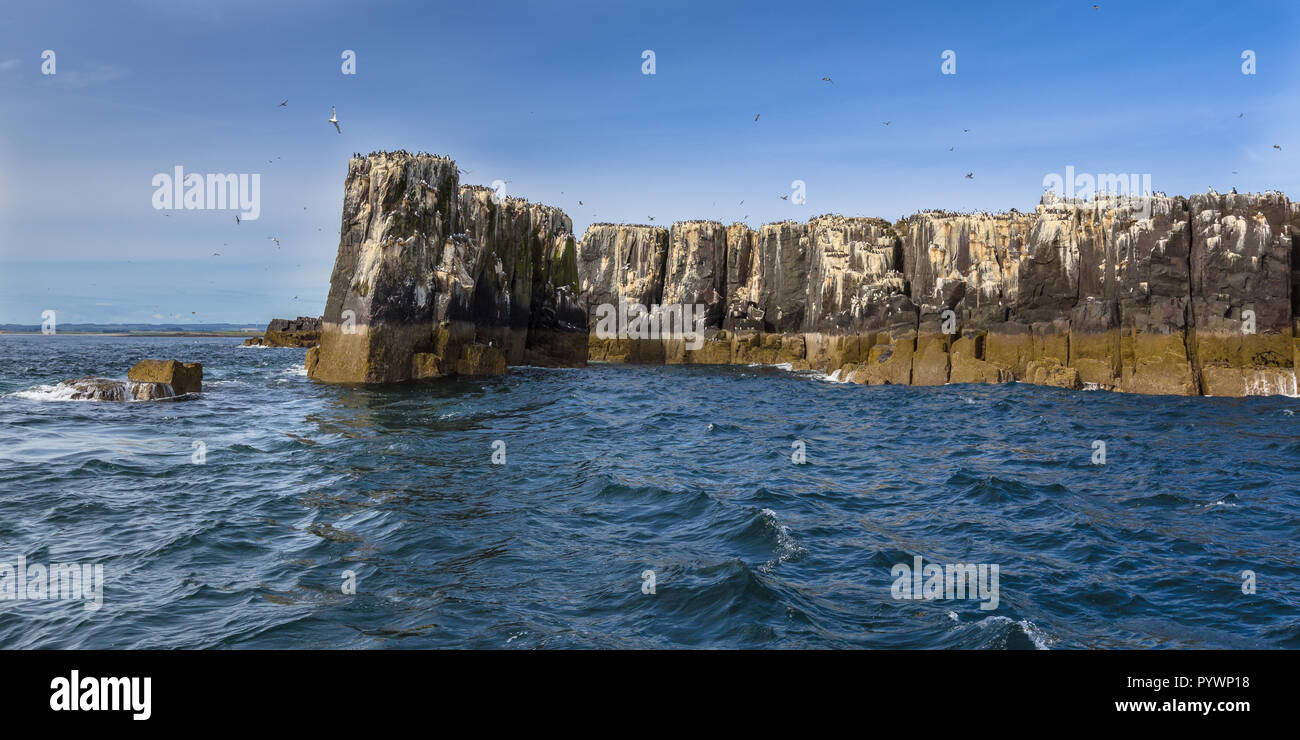 English seabird colonies hi-res stock photography and images - Alamy