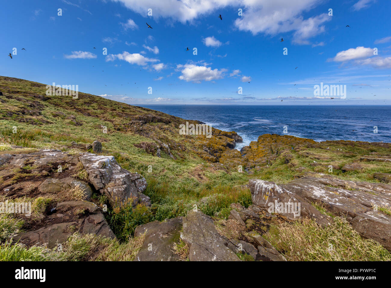 Seabird colonies hi-res stock photography and images - Alamy