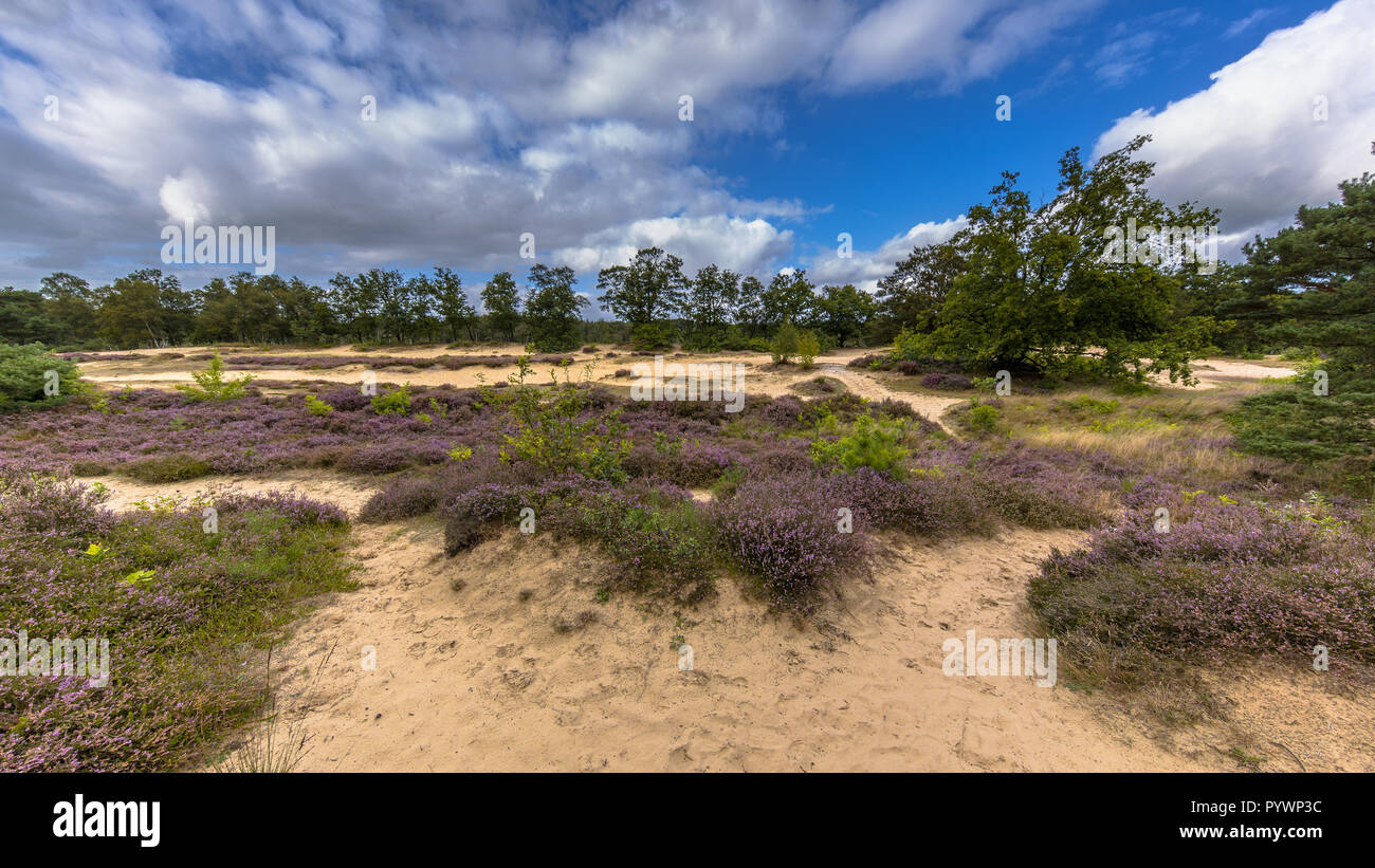 Zeegser duinen drenthe hi-res stock photography and images - Alamy