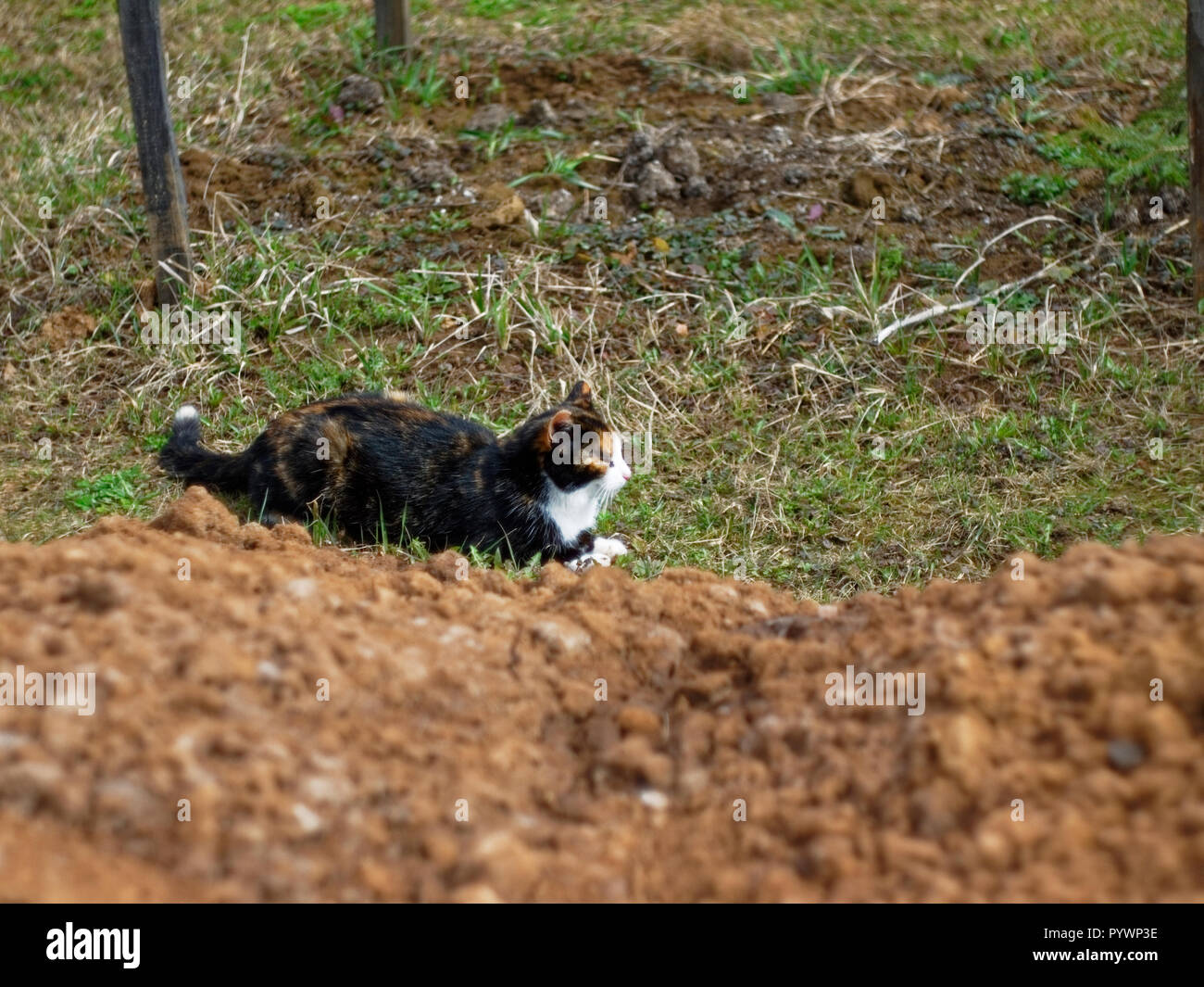 motley homeless mongrel cat in a suburban village, Russia Stock Photo ...
