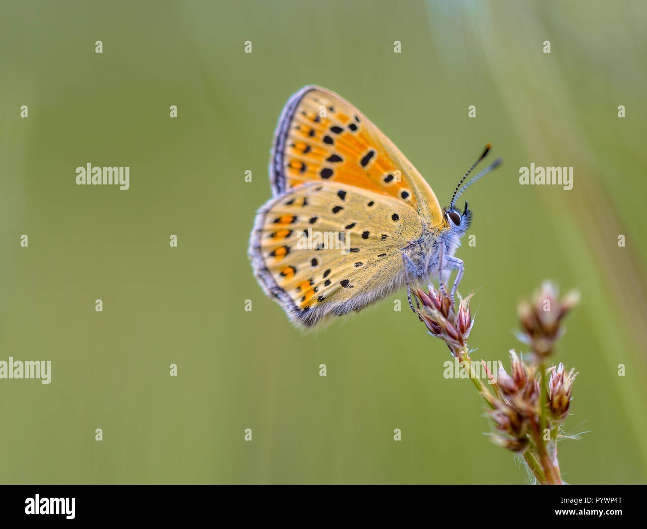 Blue copper butterfly hi-res stock photography and images - Alamy