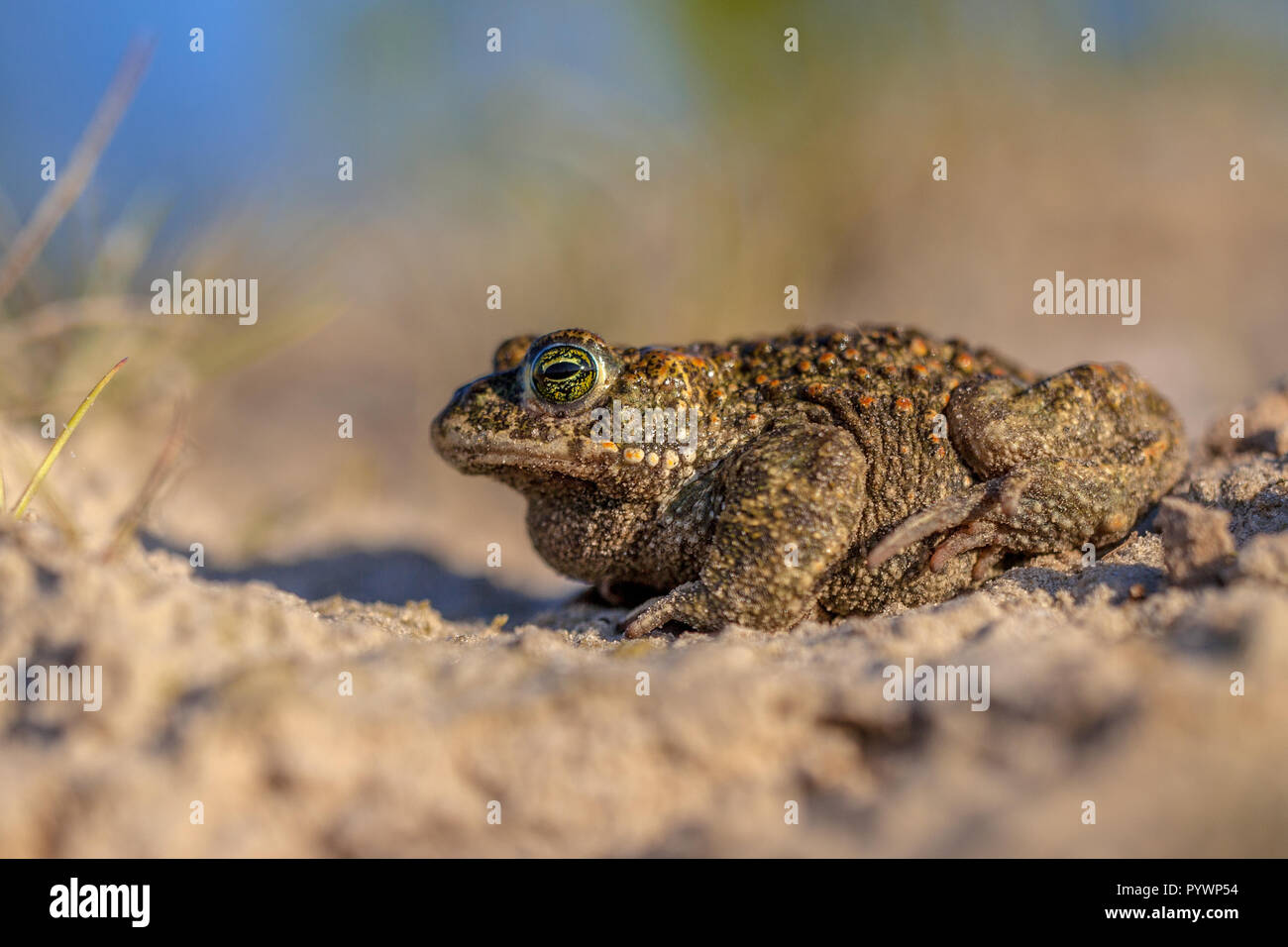 Fat frogs hi-res stock photography and images - Alamy