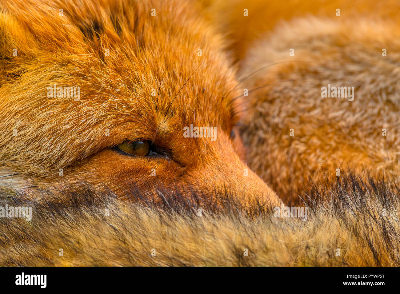 Close up of the head of Resting European red fox (Vulpes vulpes). Red ...