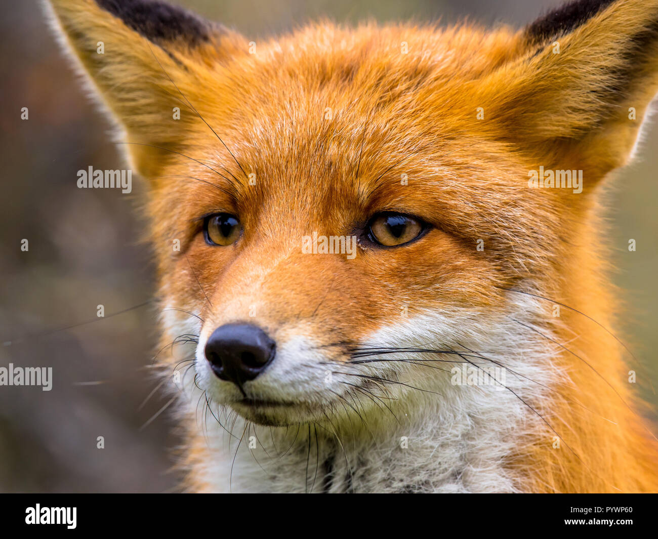 Red Fox Face Close Up