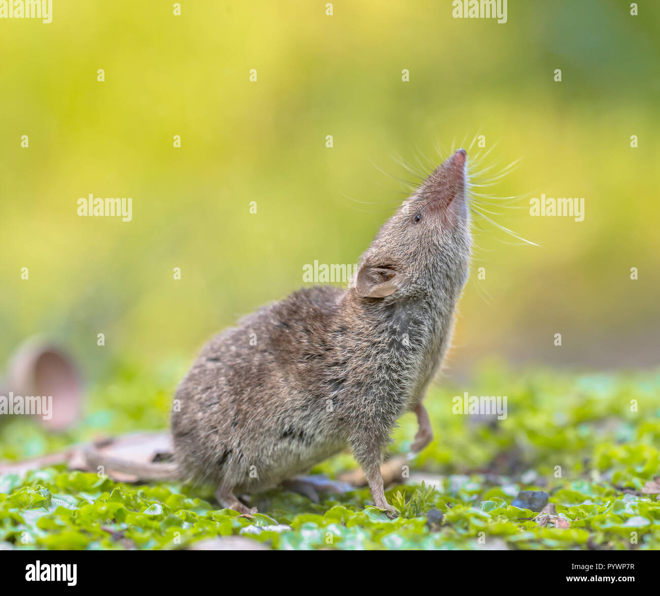 Greater White-toothed shrew (Crocidura russula) pointing nose in the ...