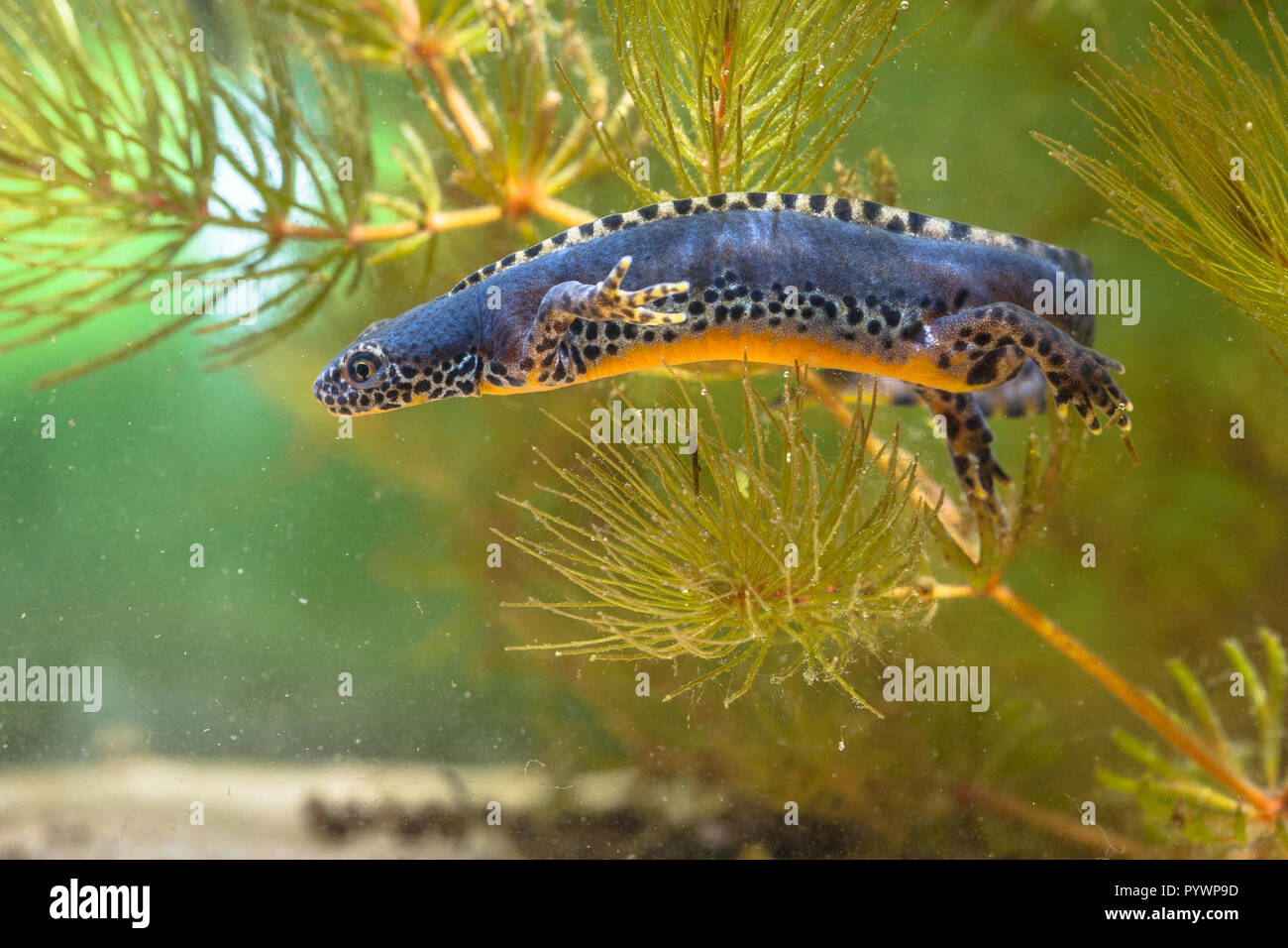 Male Alpine Newt, Ichthyosaura alpestris, formerly Triturus alpestris ...