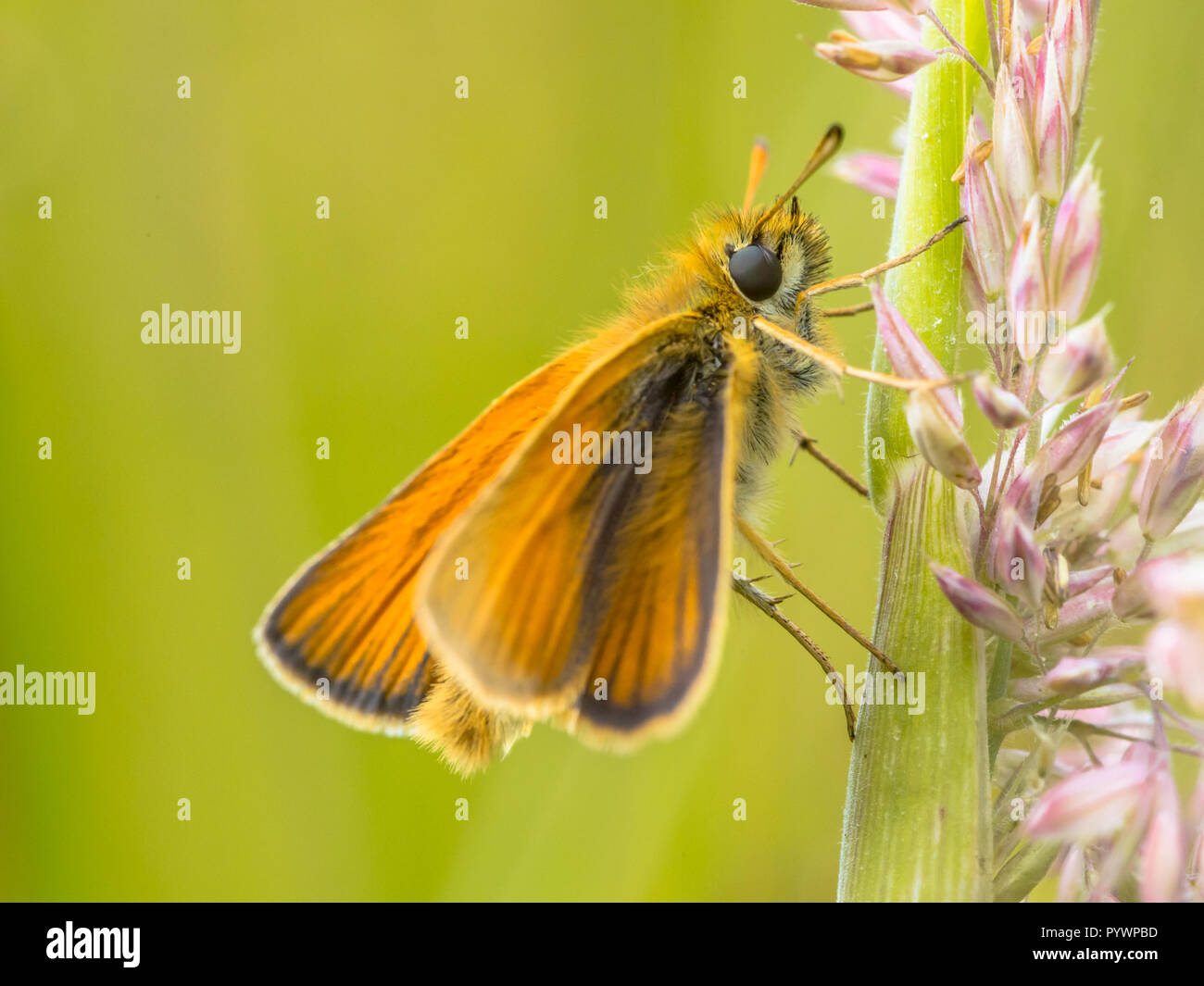 T lineola hi-res stock photography and images - Alamy