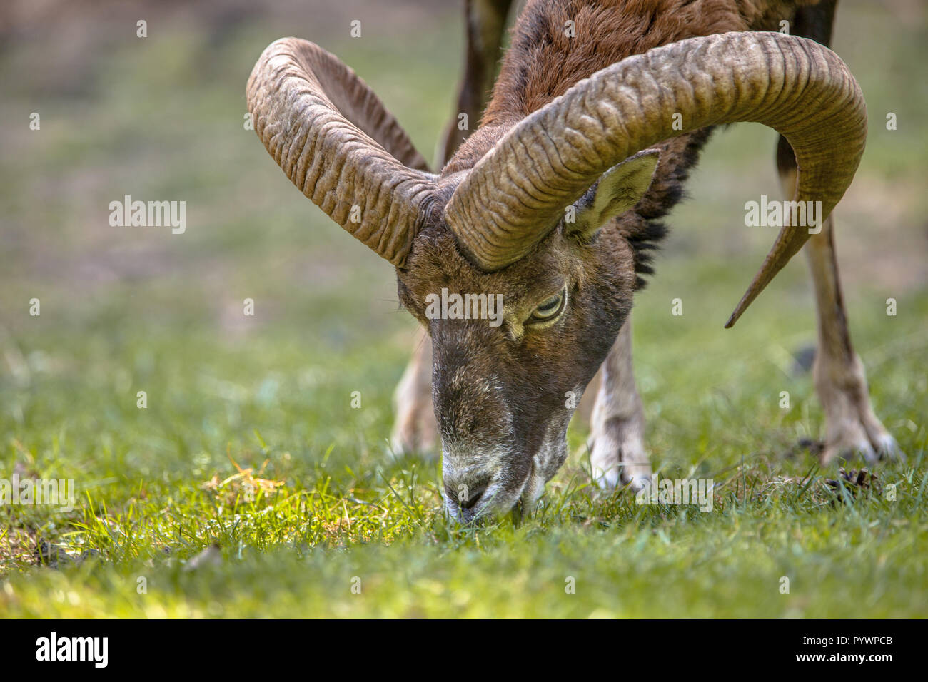 Ovis gmelinii hi-res stock photography and images - Alamy