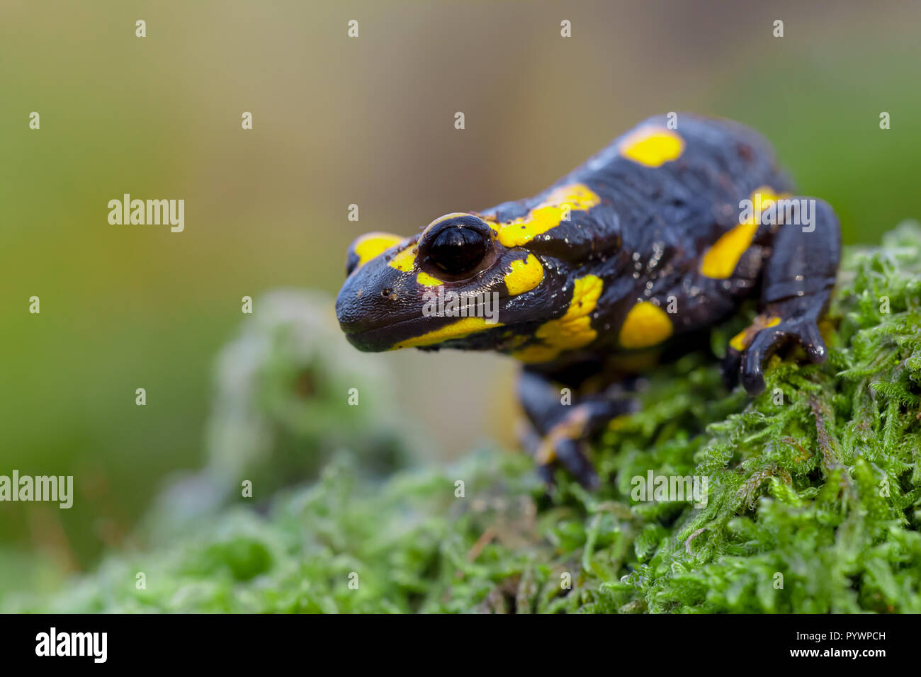Common fire salamander salamandra salamandra hi-res stock photography ...