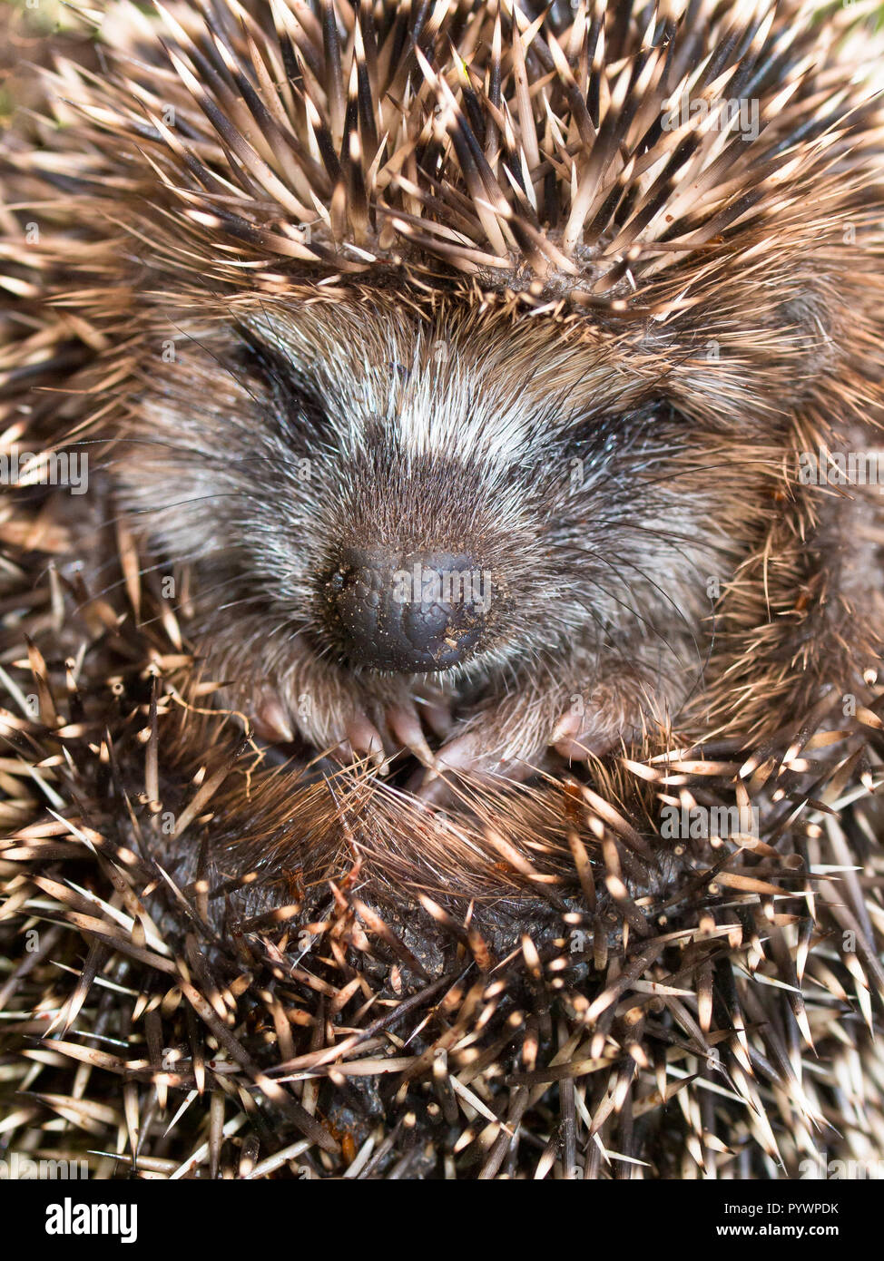 Hedgehog hibernation sleeping hi-res stock photography and images - Alamy
