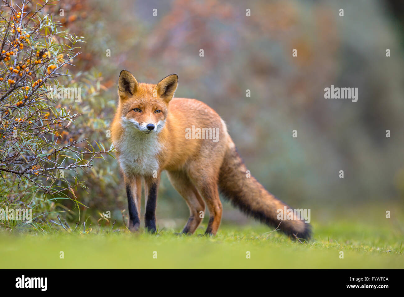 European red fox (Vulpes vulpes) walking on grass in the dunes in bush ...