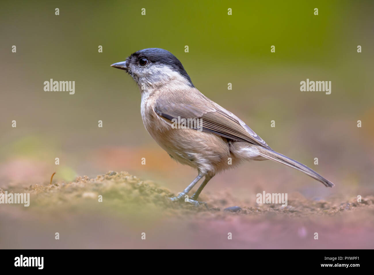 Willow tit (Poecile montanus) is a widespread and common resident ...