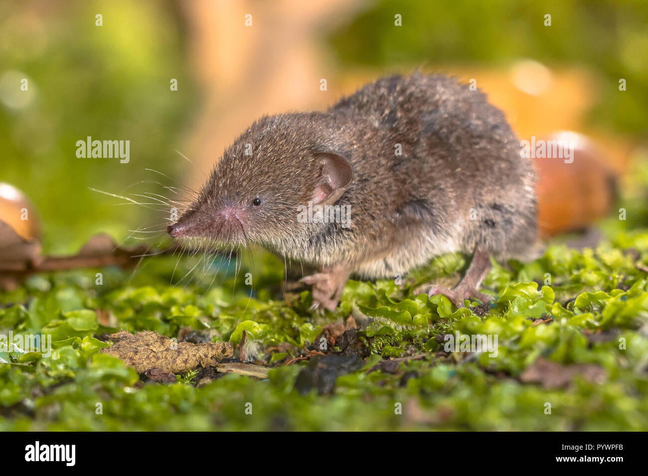 White toothed shrews hi-res stock photography and images - Alamy