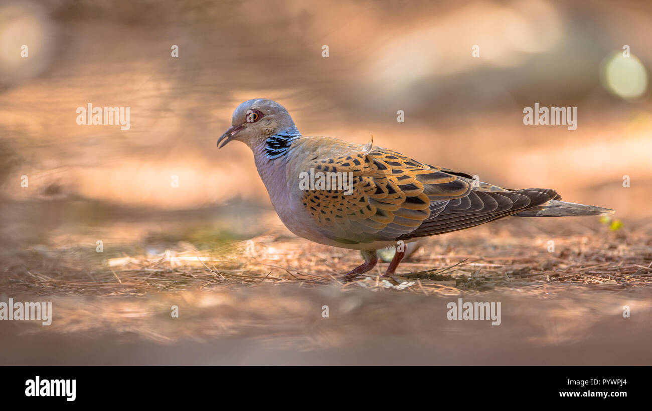 Turtle dove scotland hi-res stock photography and images - Alamy