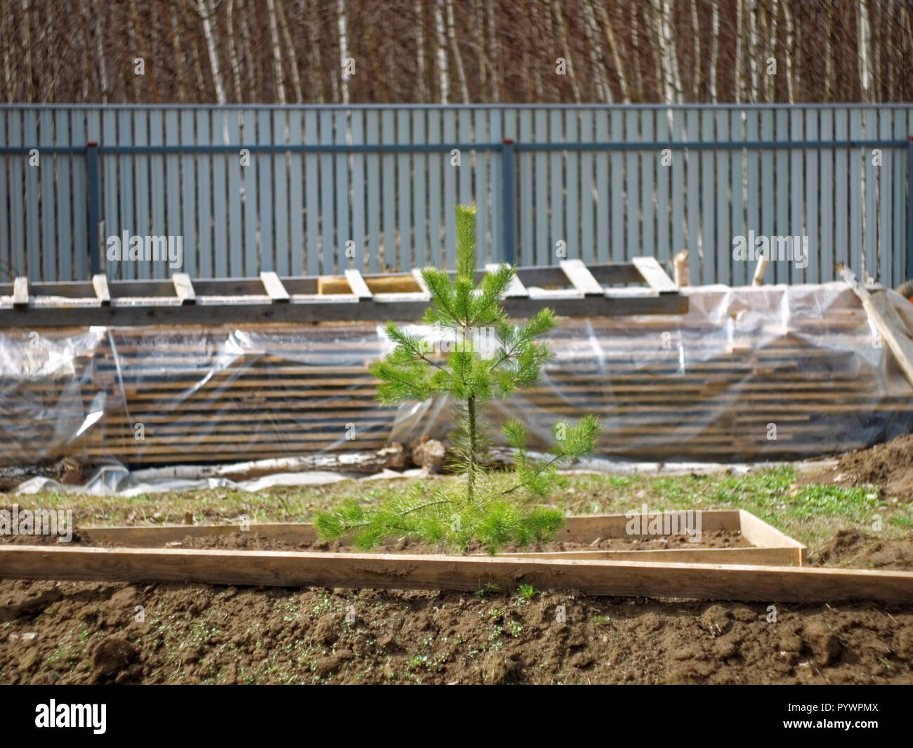 young tree growing in the suburban area, Russia Stock Photo - Alamy