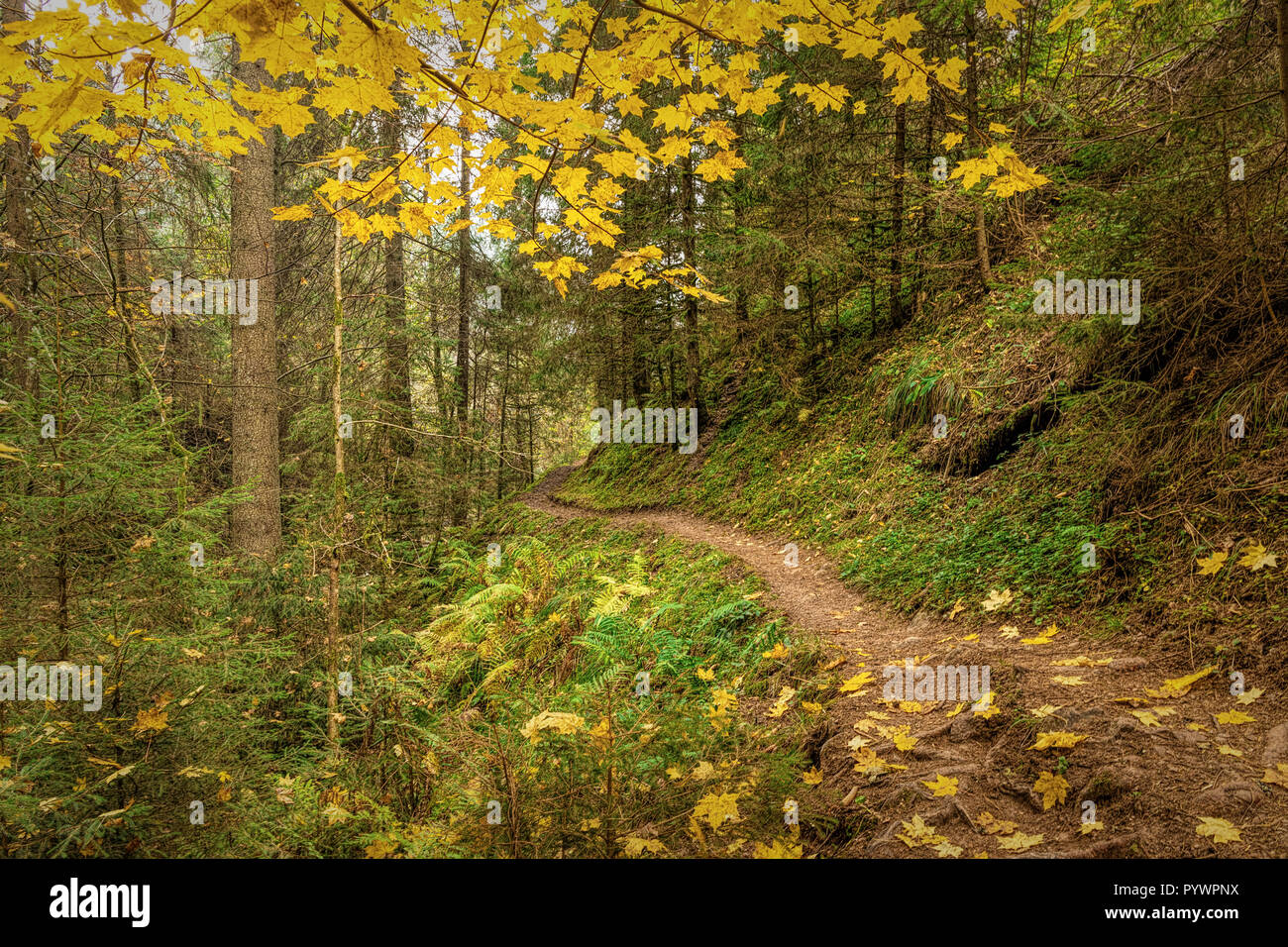 Hiking impression in the Black Forest along the Roetenbach in Autumn ...