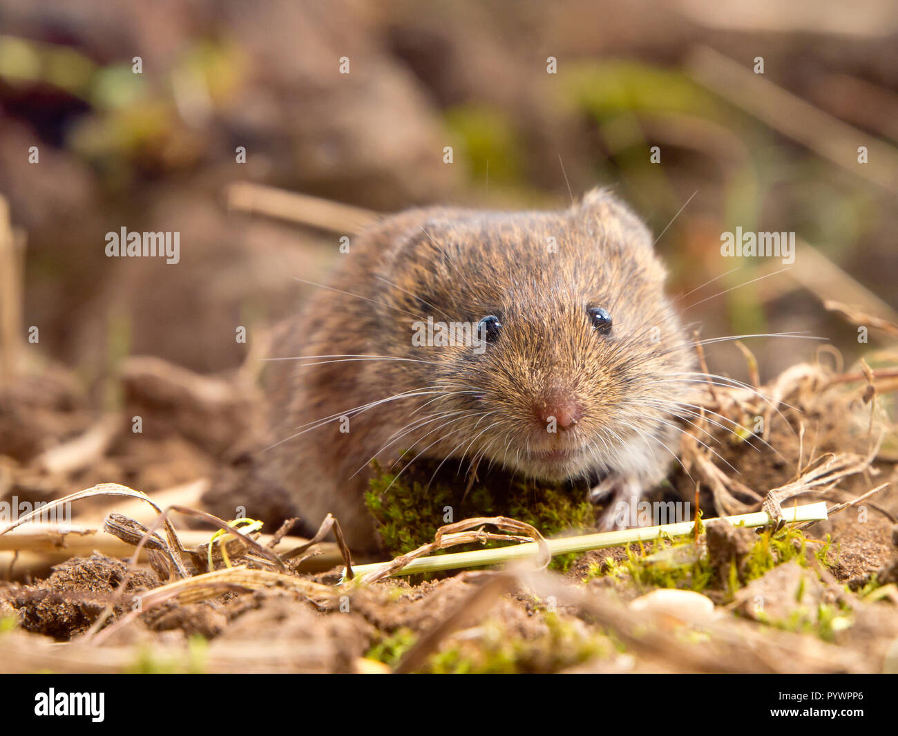 Common Vole (Microtus arvalis) in it's Natural Rural Open Habitat Stock Photo - Alamy