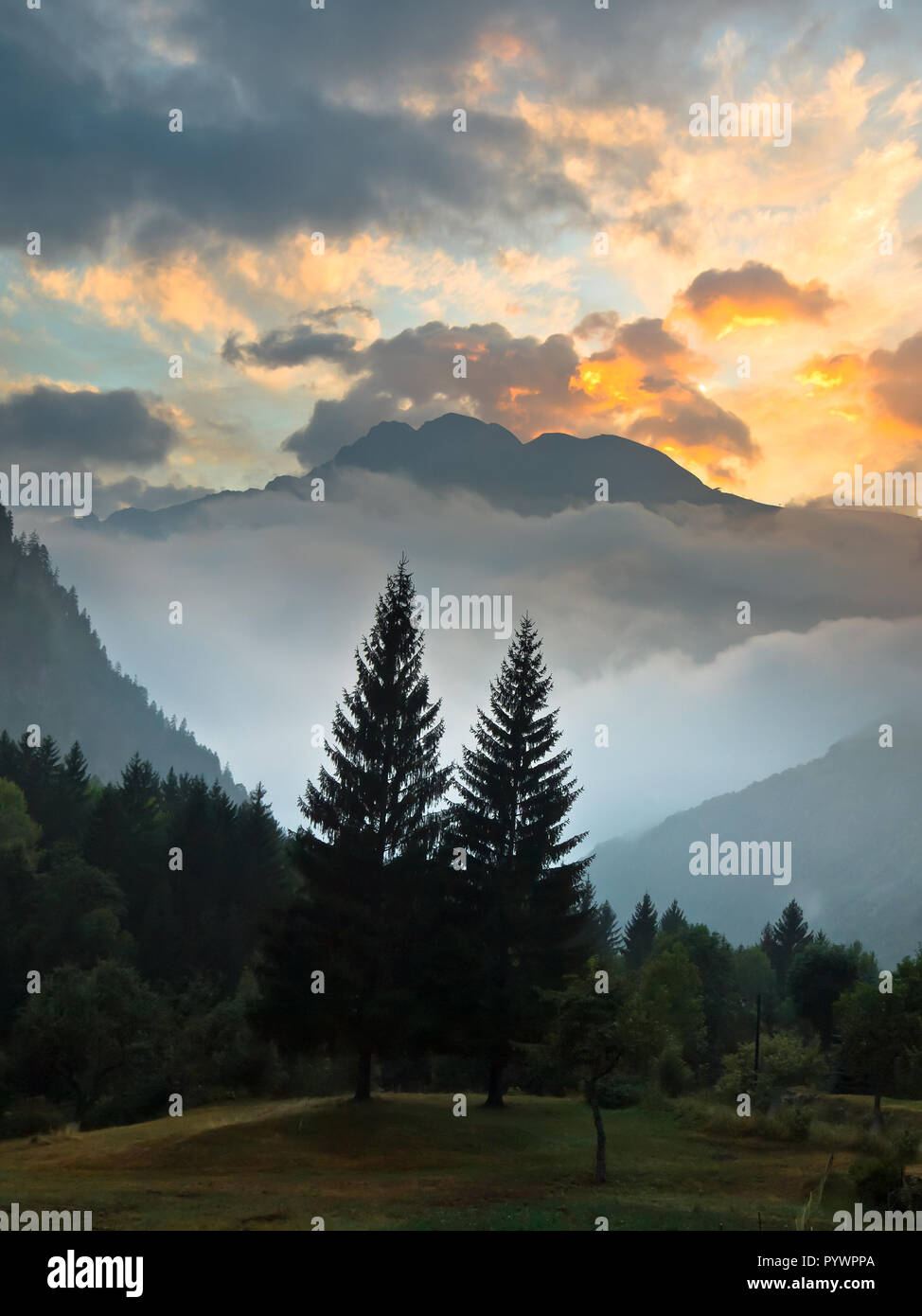 Two pine trees hi-res stock photography and images - Alamy