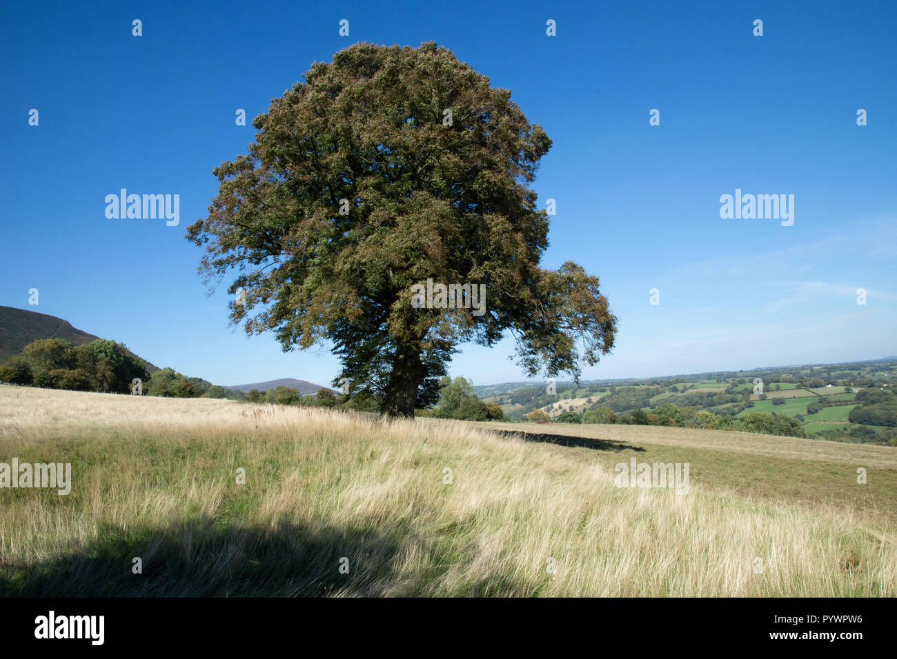 Oak tree uk september hi-res stock photography and images - Alamy