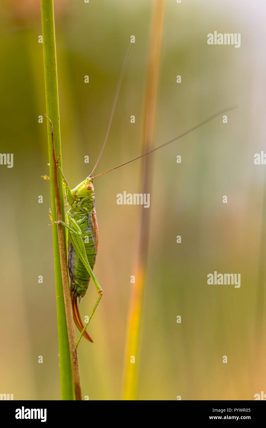 Short-winged Conehead female (Conocephalus dorsalis) on grass stem in ...