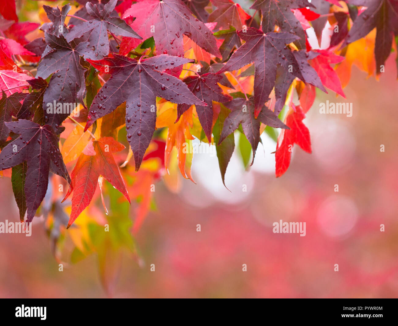 Vibrant Colored Autumn Leaves in red and purple on Branches of a Tree ...