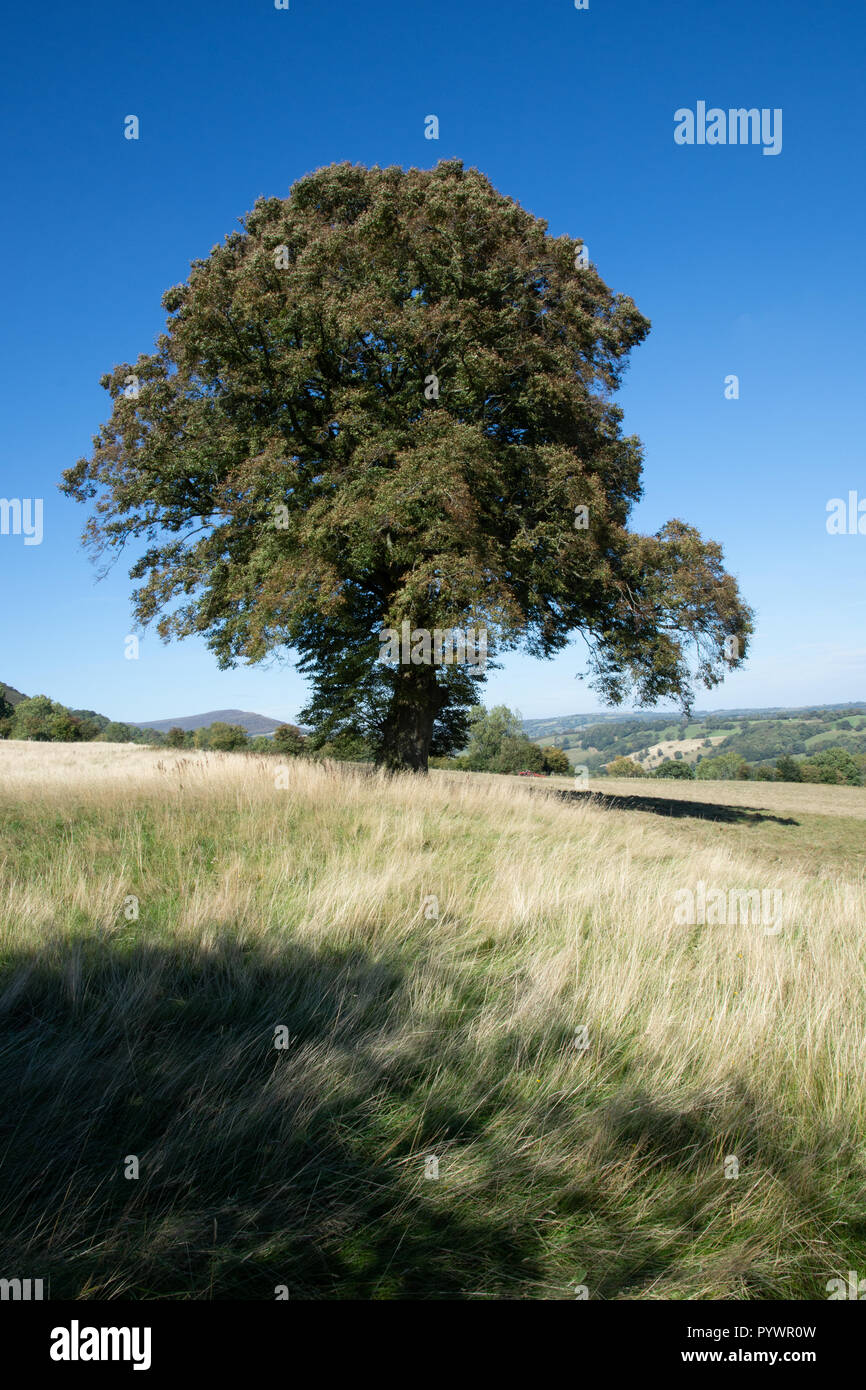 Oak tree uk september hi-res stock photography and images - Alamy